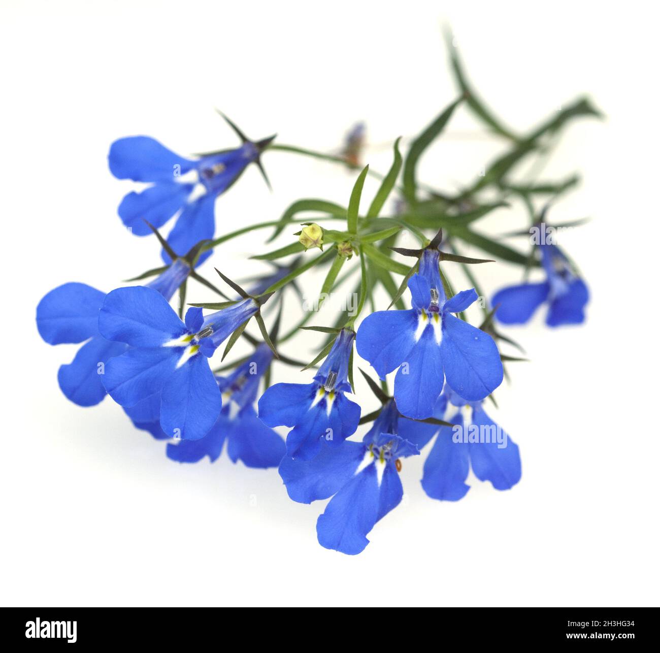 Blue cup flower, Scaevola aemula Stock Photo - Alamy