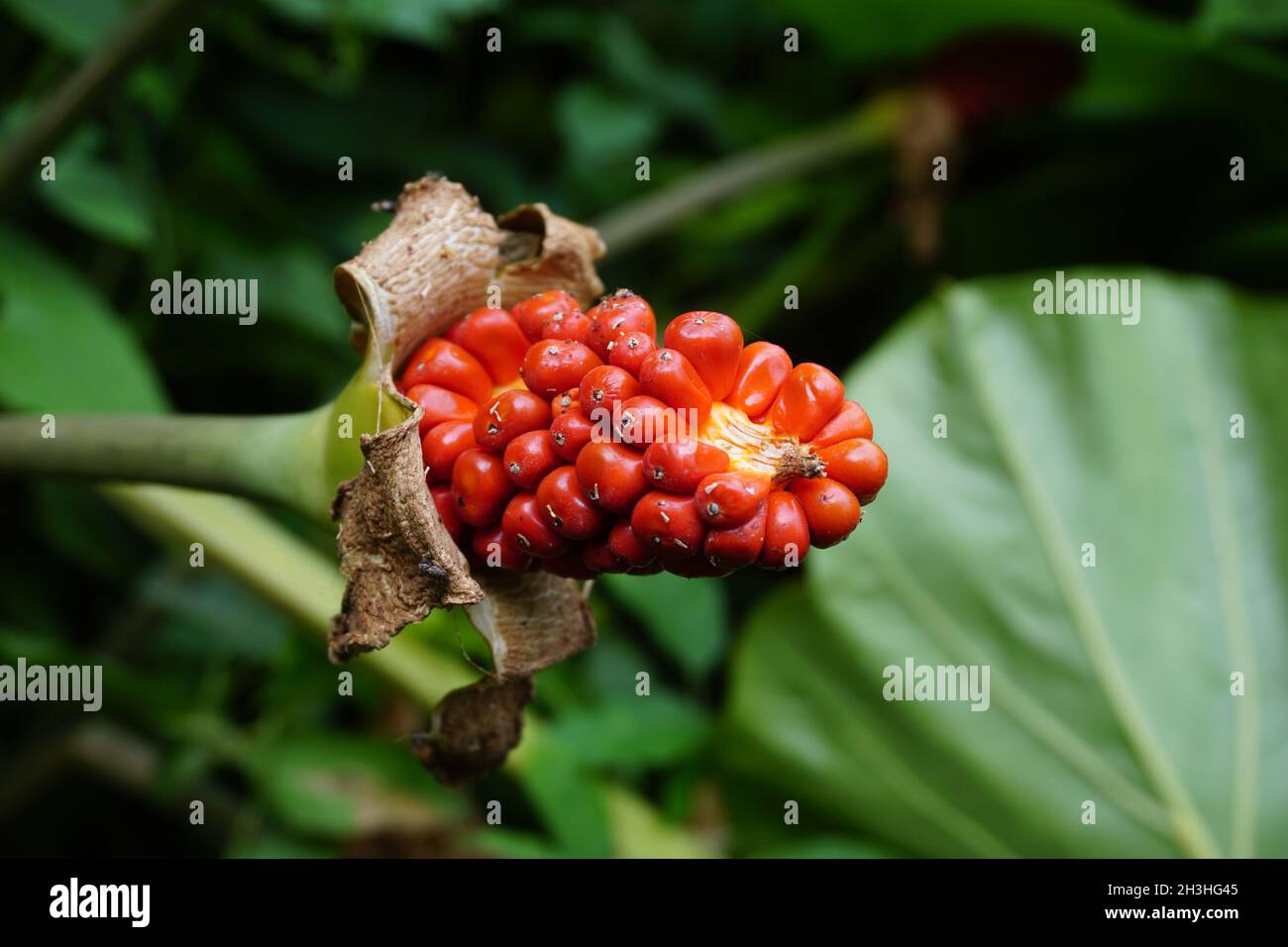 Taro flower (Colocasia esculenta, gothe) with natural background ...