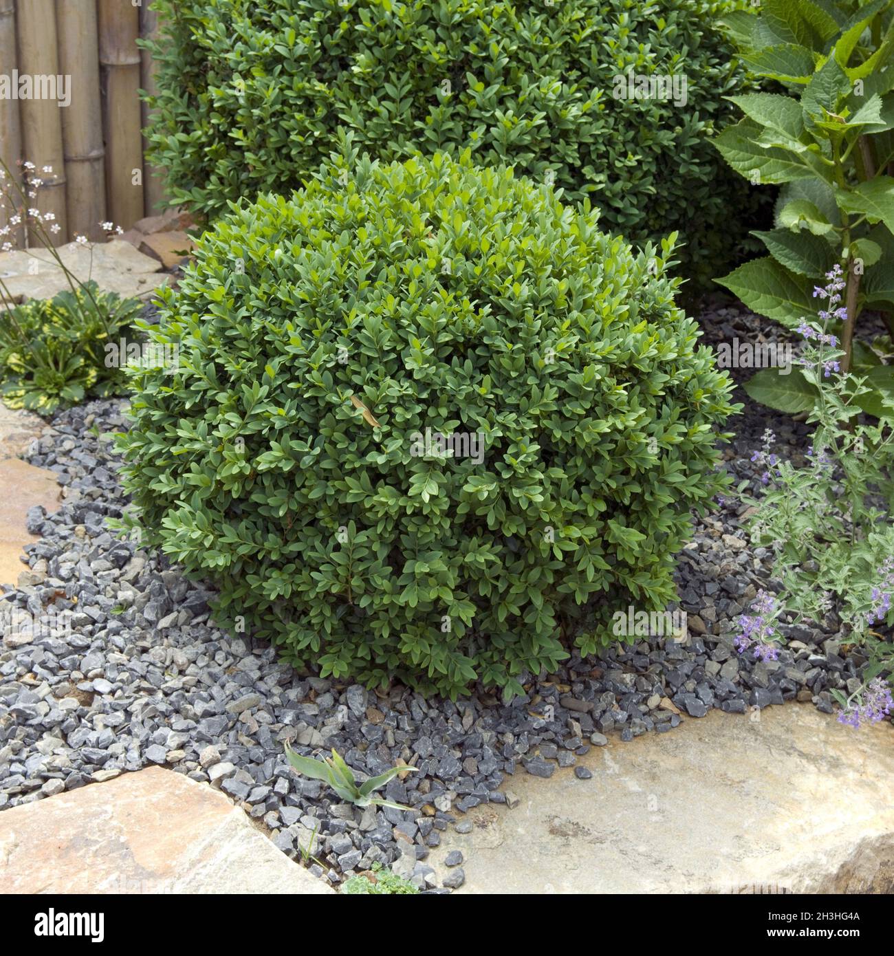 Pharmacy cottage hi-res stock photography and images - Alamy