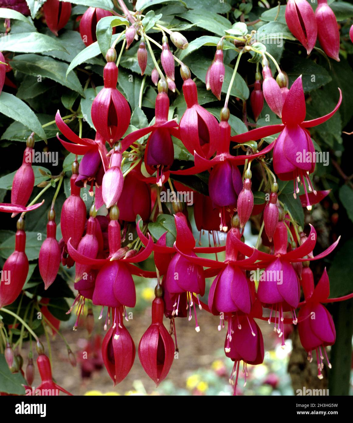 Fuchsia regia hi-res stock photography and images - Alamy