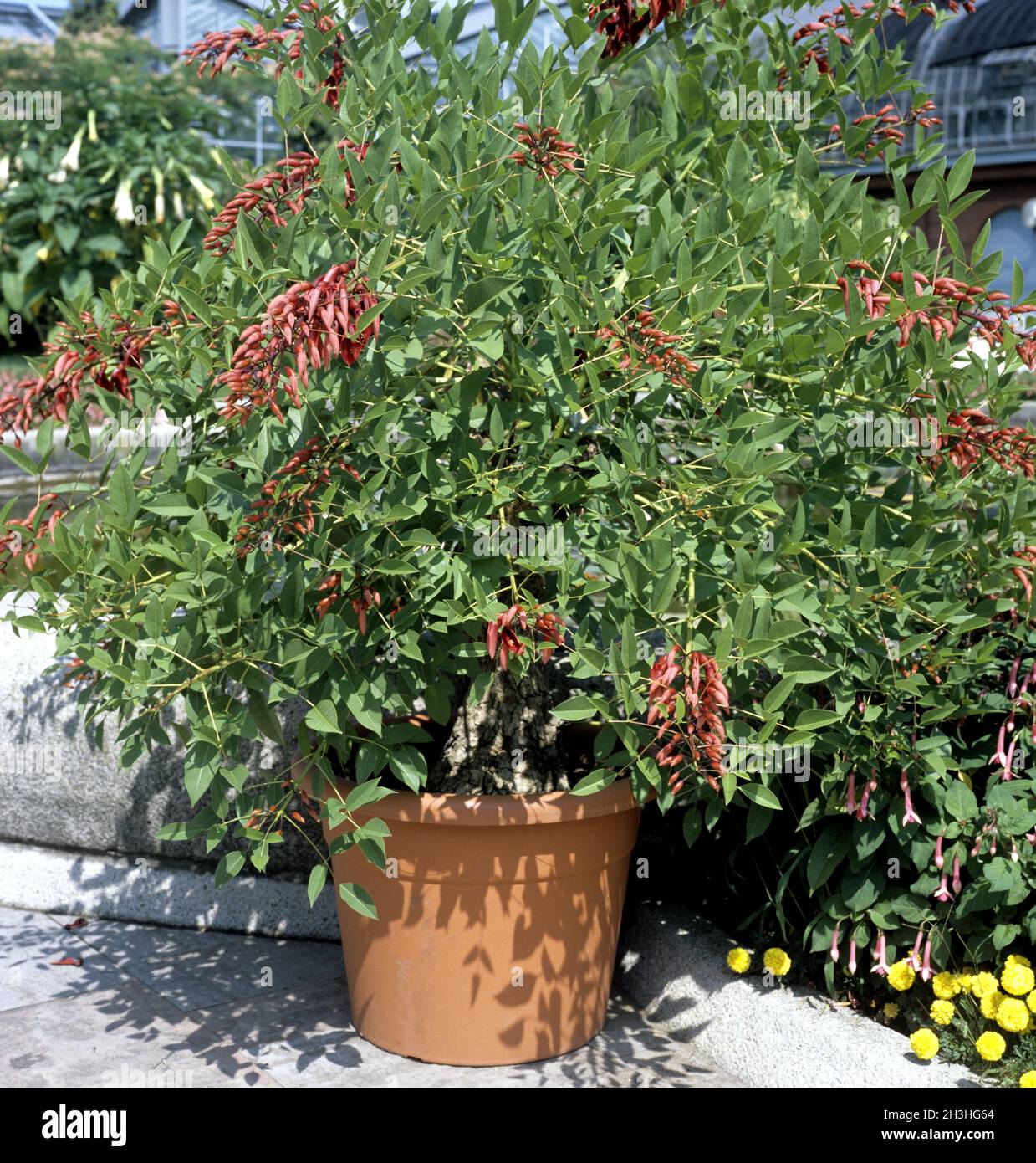 Coral shrub hi-res stock photography and images - Alamy