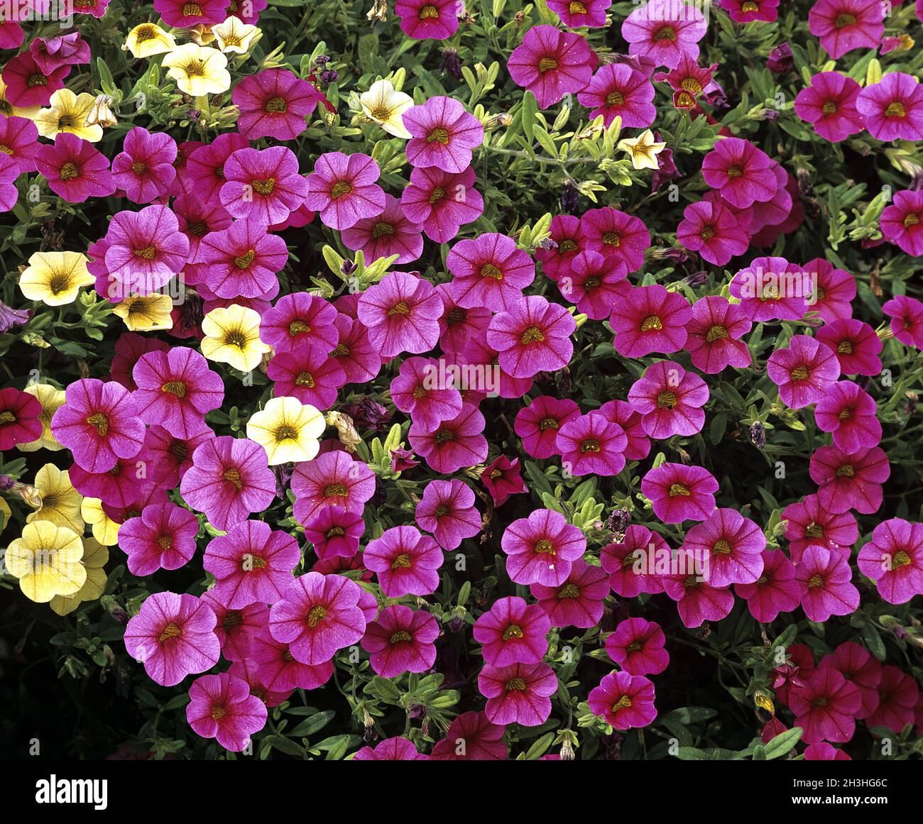 Petunia, Million Bells Stock Photo - Alamy