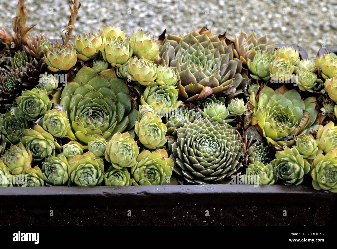 Real houseleek hi-res stock photography and images - Alamy