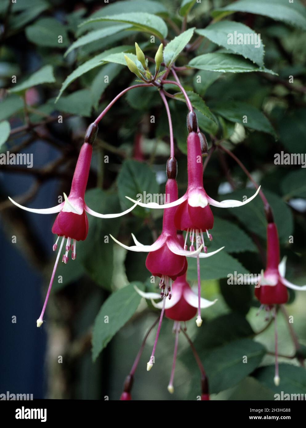Fuchsia regia hi-res stock photography and images - Alamy
