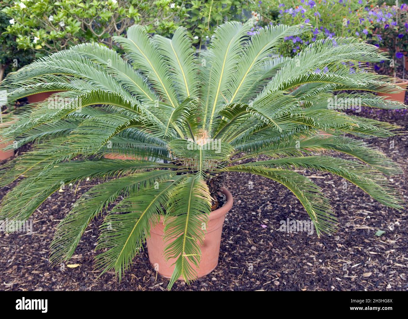 Japanese sago palm fern Stock Photo - Alamy