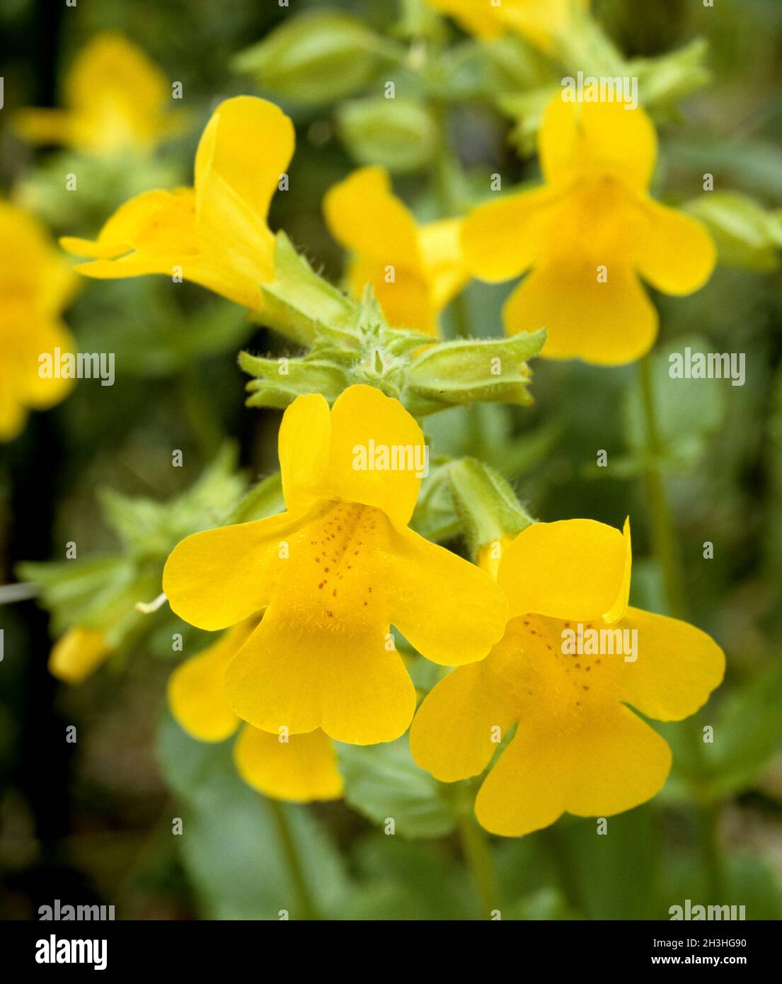 Juggler's flower, Mimulus Stock Photo - Alamy