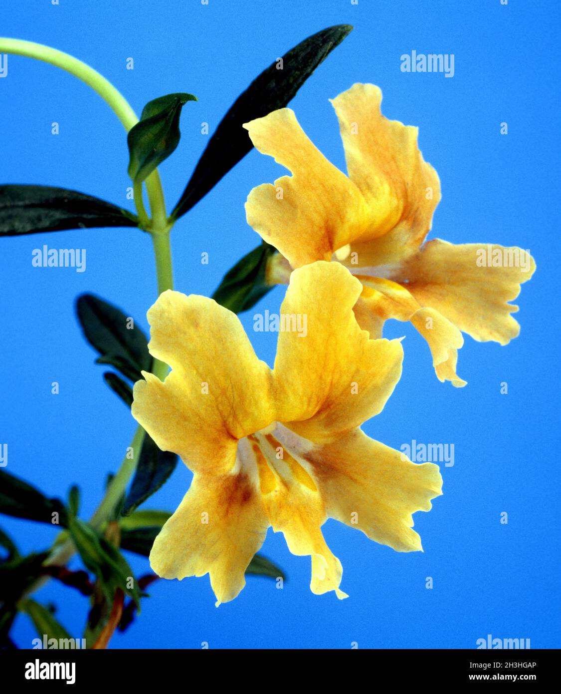 White mimulus hi-res stock photography and images - Alamy