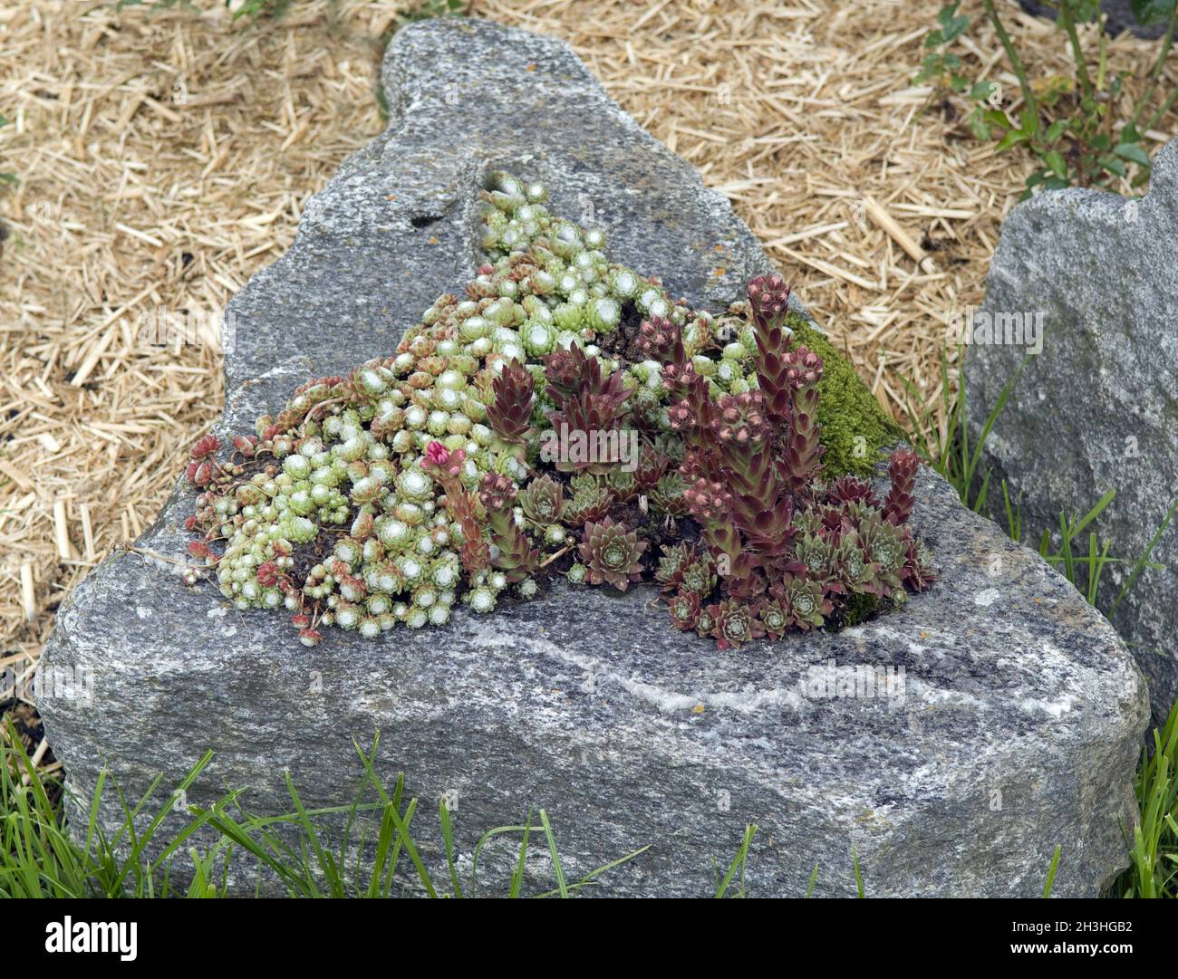 Plants for trough gardens hi-res stock photography and images - Alamy