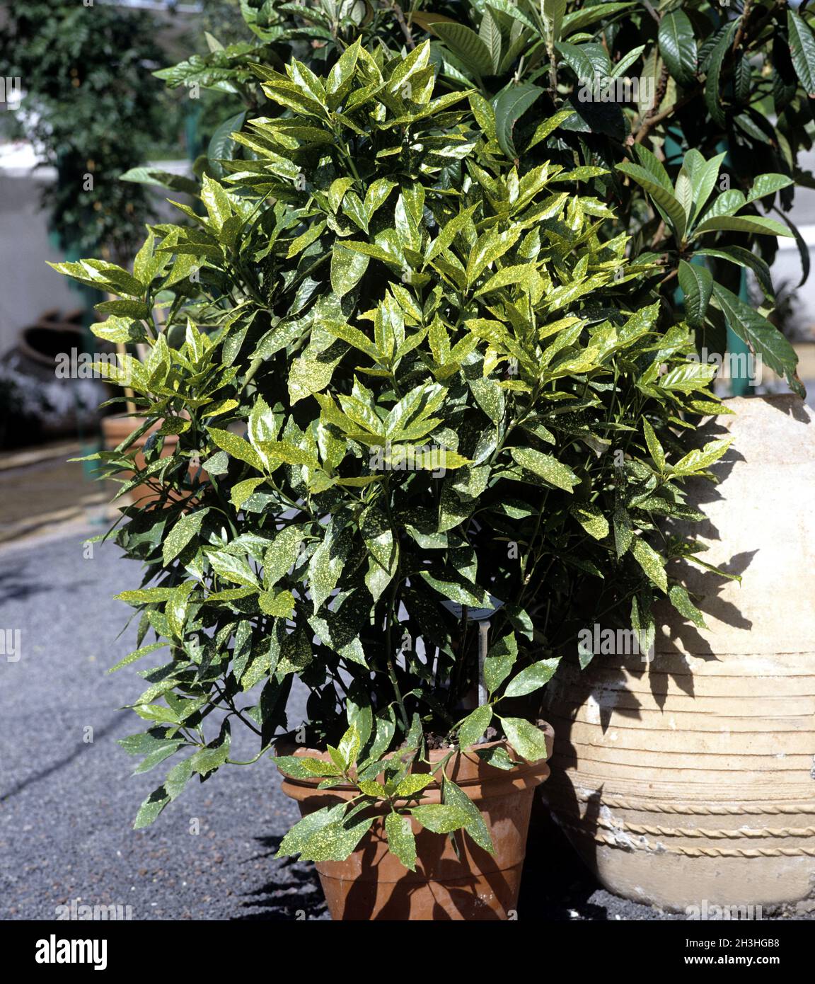 Aucuba japonica pot hi-res stock photography and images - Alamy