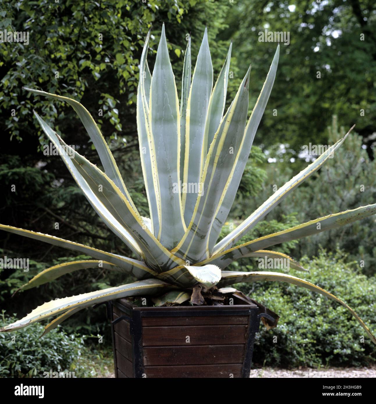 Agave americana pot hi-res stock photography and images - Alamy