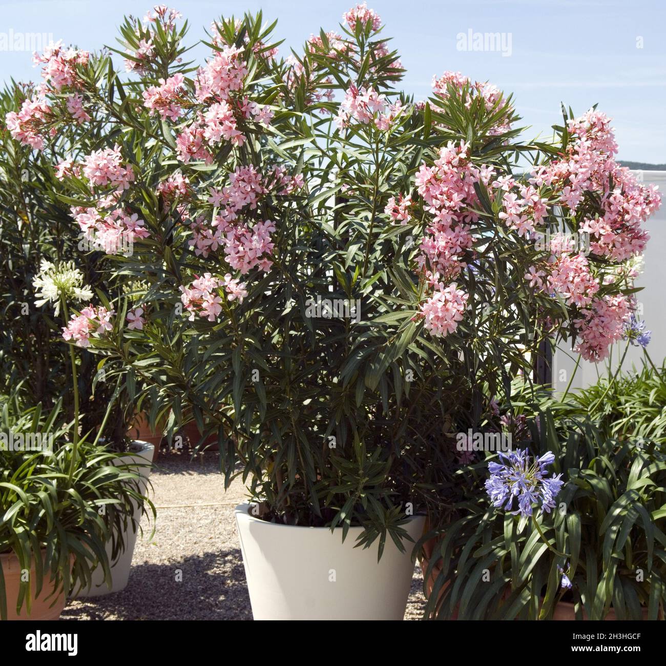 Oleander forest hi-res stock photography and images - Alamy