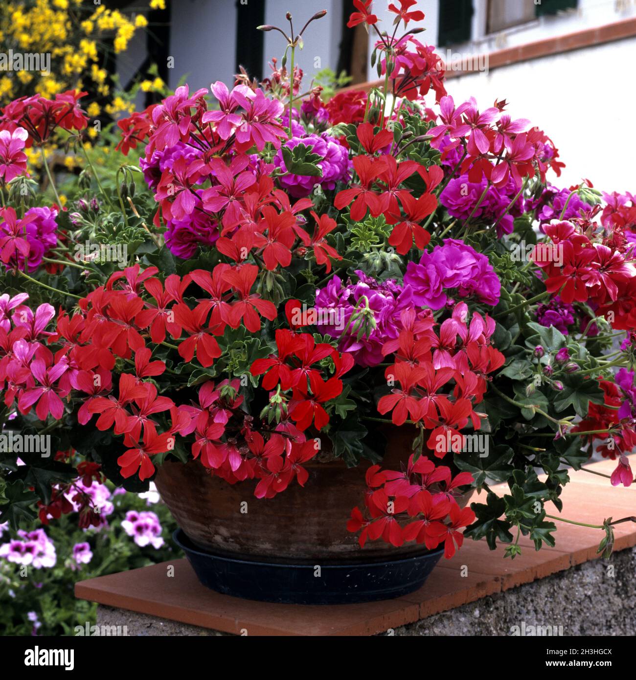 Flowerpot with geraniums Stock Photo - Alamy