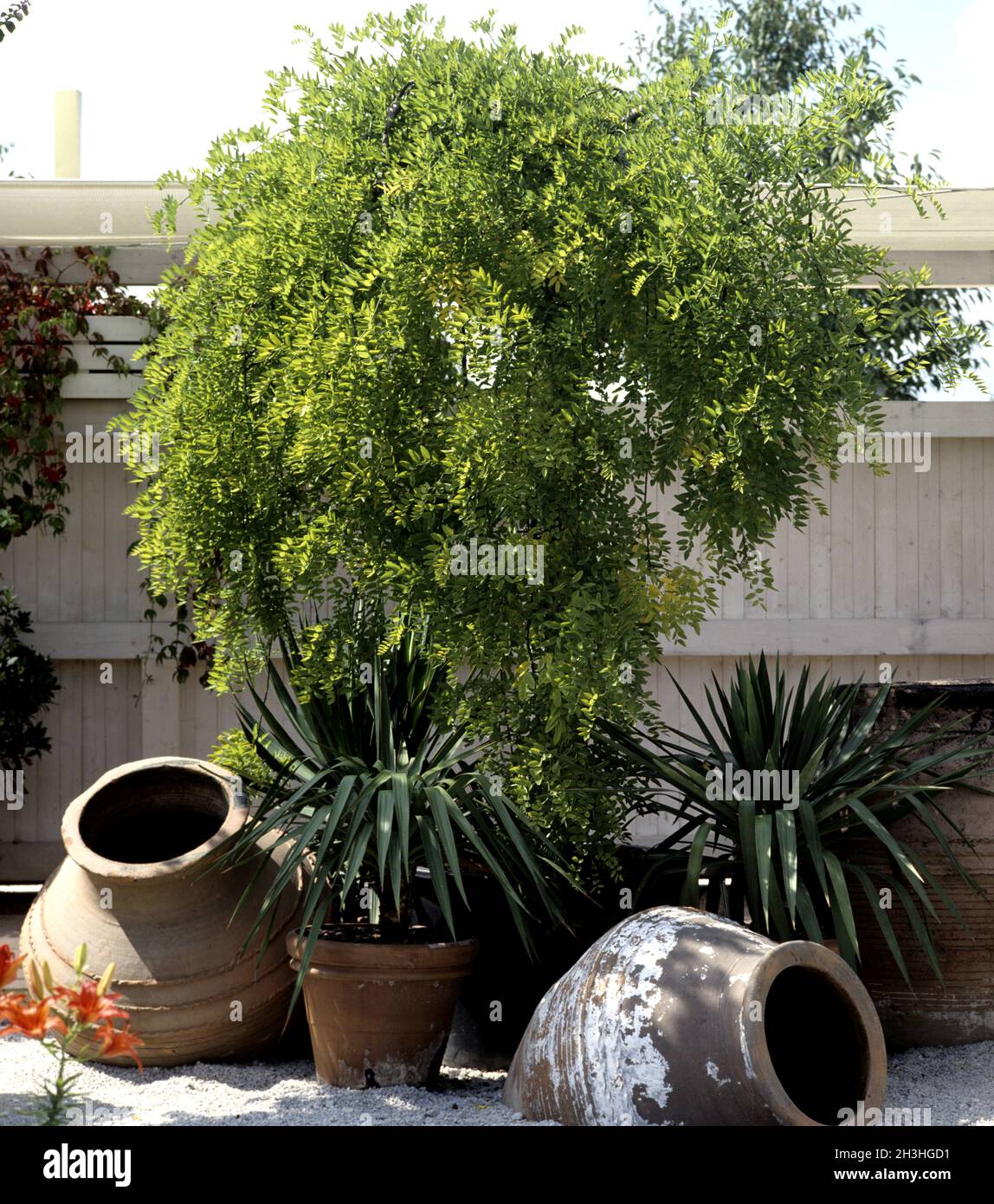 Japanischer schnurbaum hi-res stock photography and images - Alamy