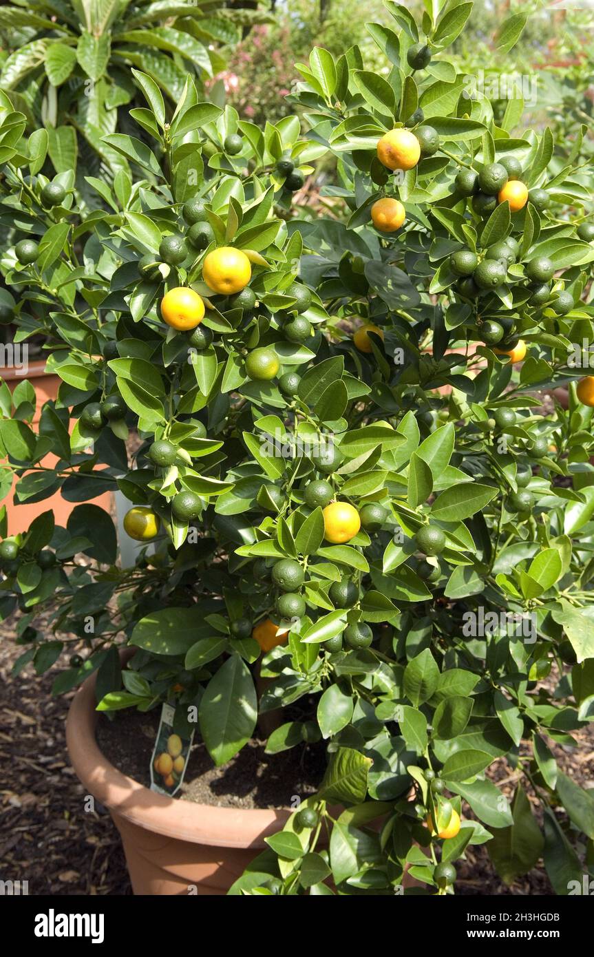 Citrus sinensis balcony hi-res stock photography and images - Alamy