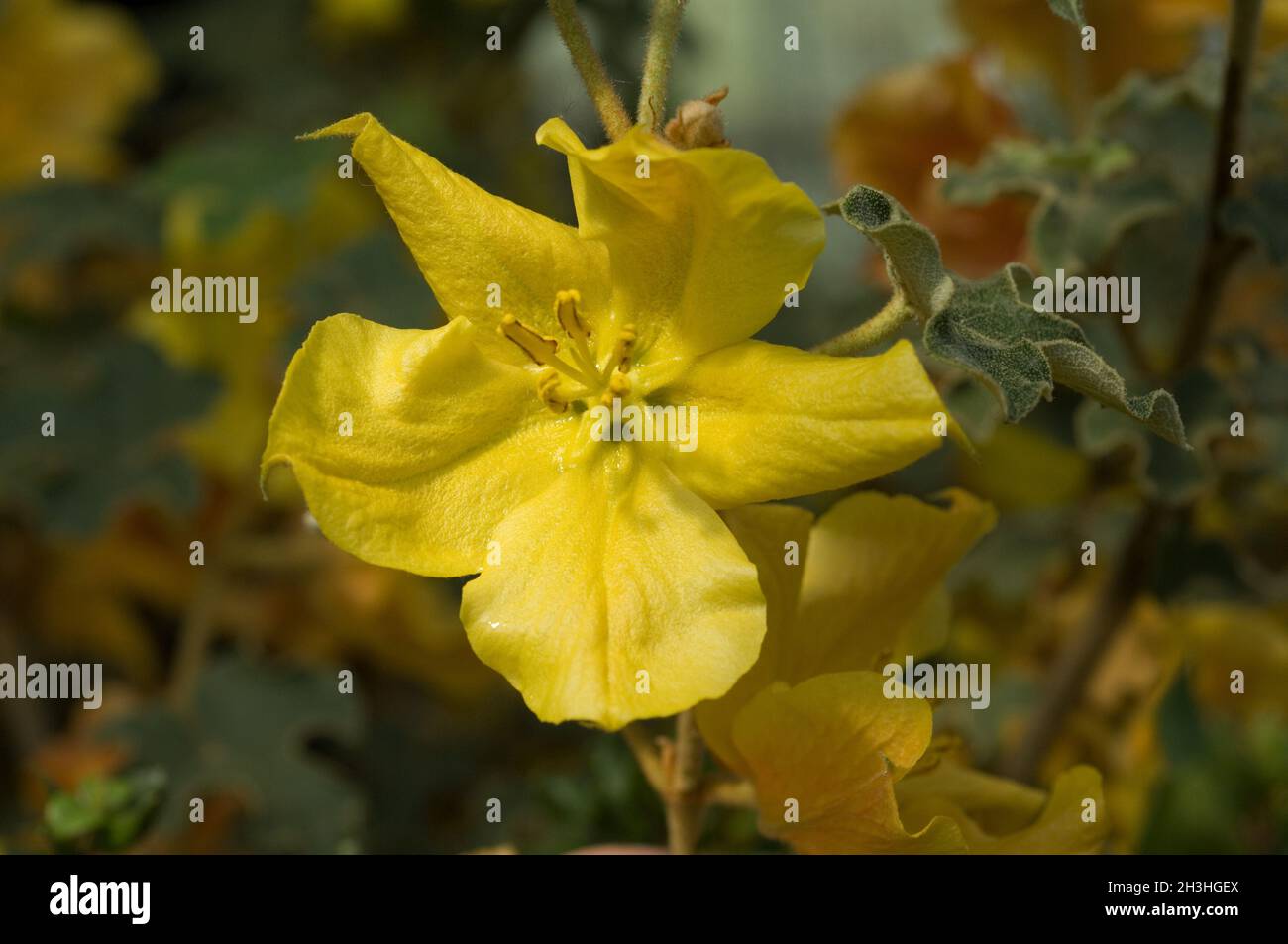 Mexican flannel bush Stock Photo - Alamy