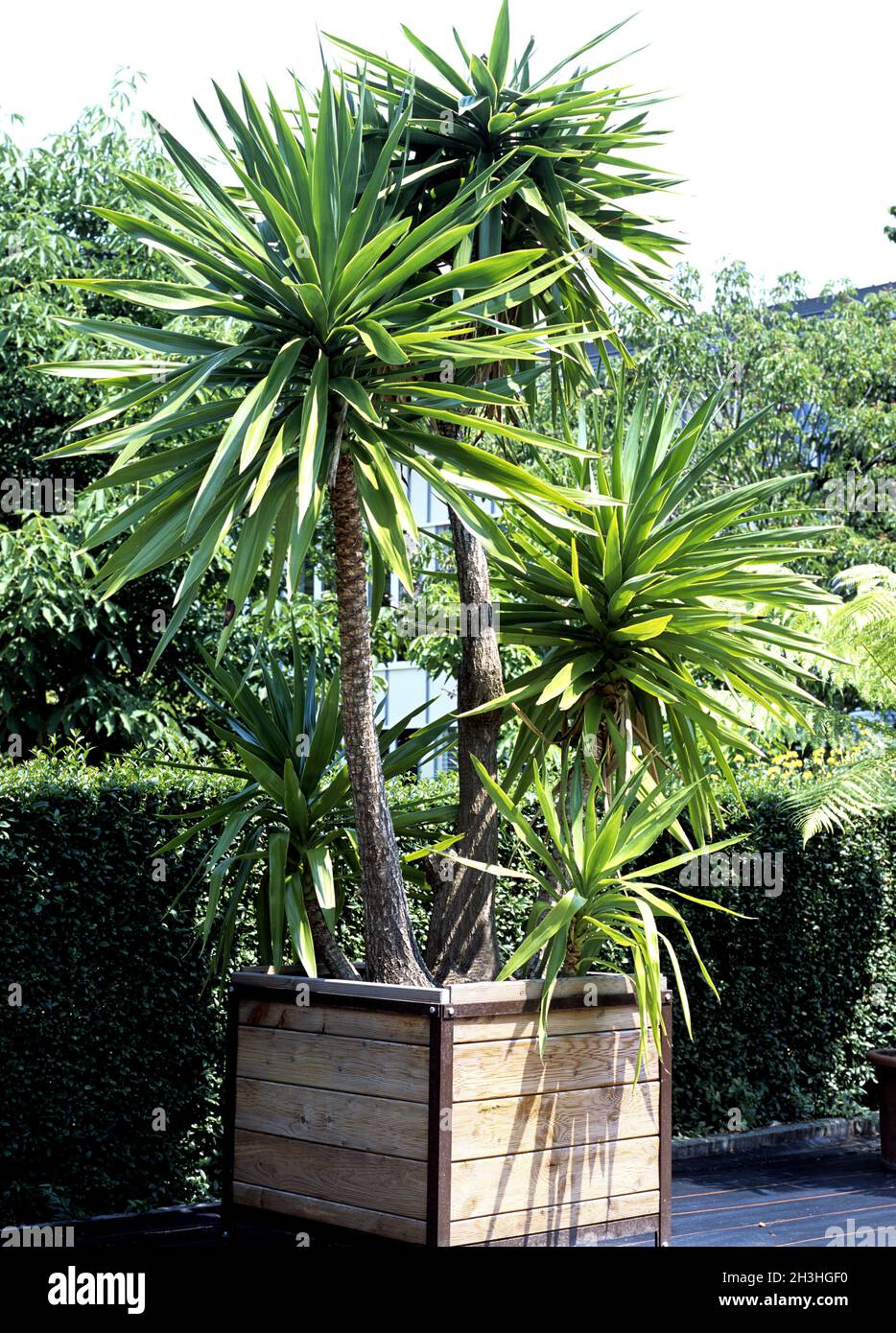 Palm lily, Yucca Stock Photo - Alamy