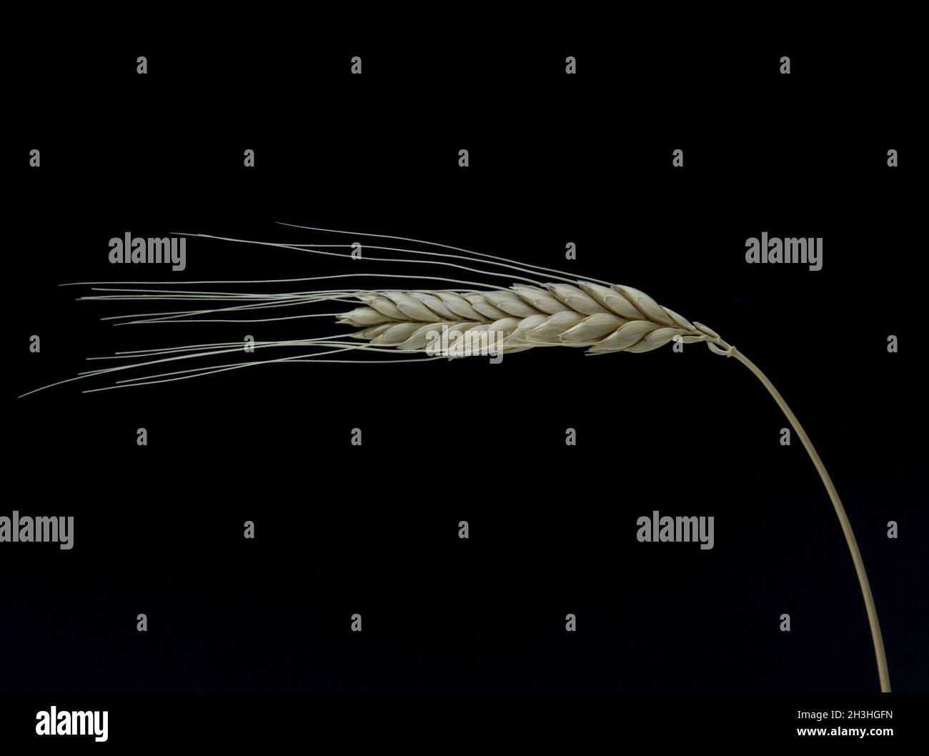 Emmer cereal crops hi-res stock photography and images - Alamy