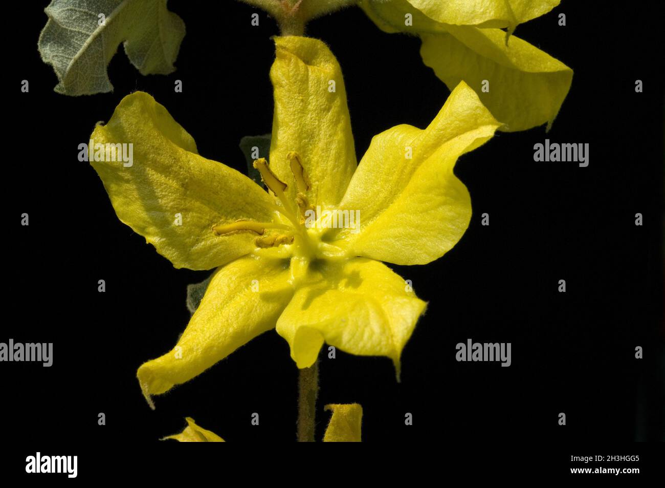 Mexican flannel bush; Fremontodendron mexicanum Stock Photo - Alamy