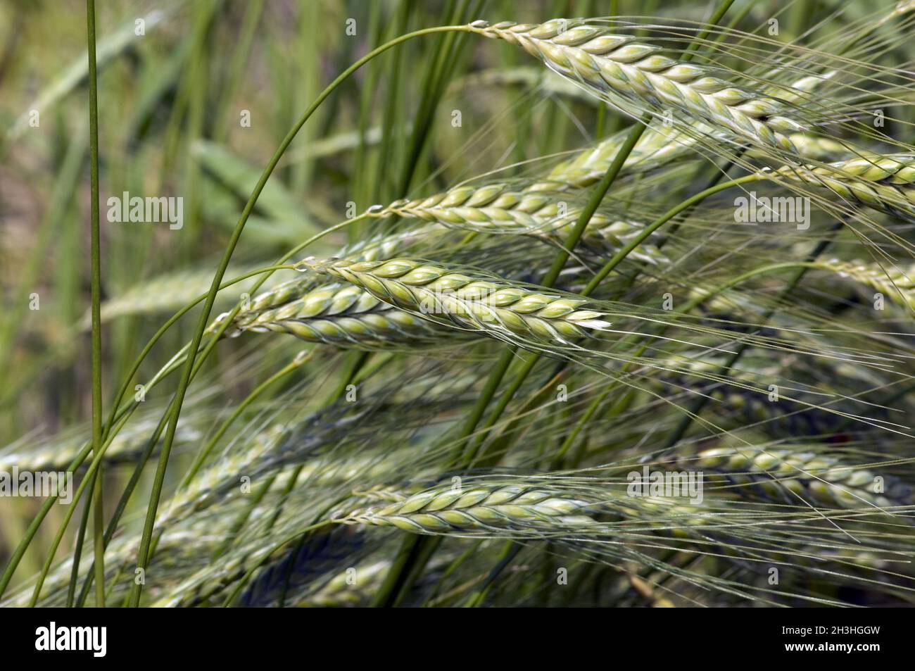Durum wheat, wheat, Triticum turgidum conv. durum Stock Photo - Alamy