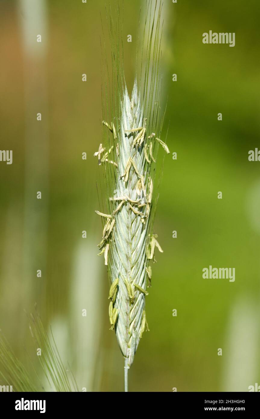 Winter rye hi-res stock photography and images - Alamy