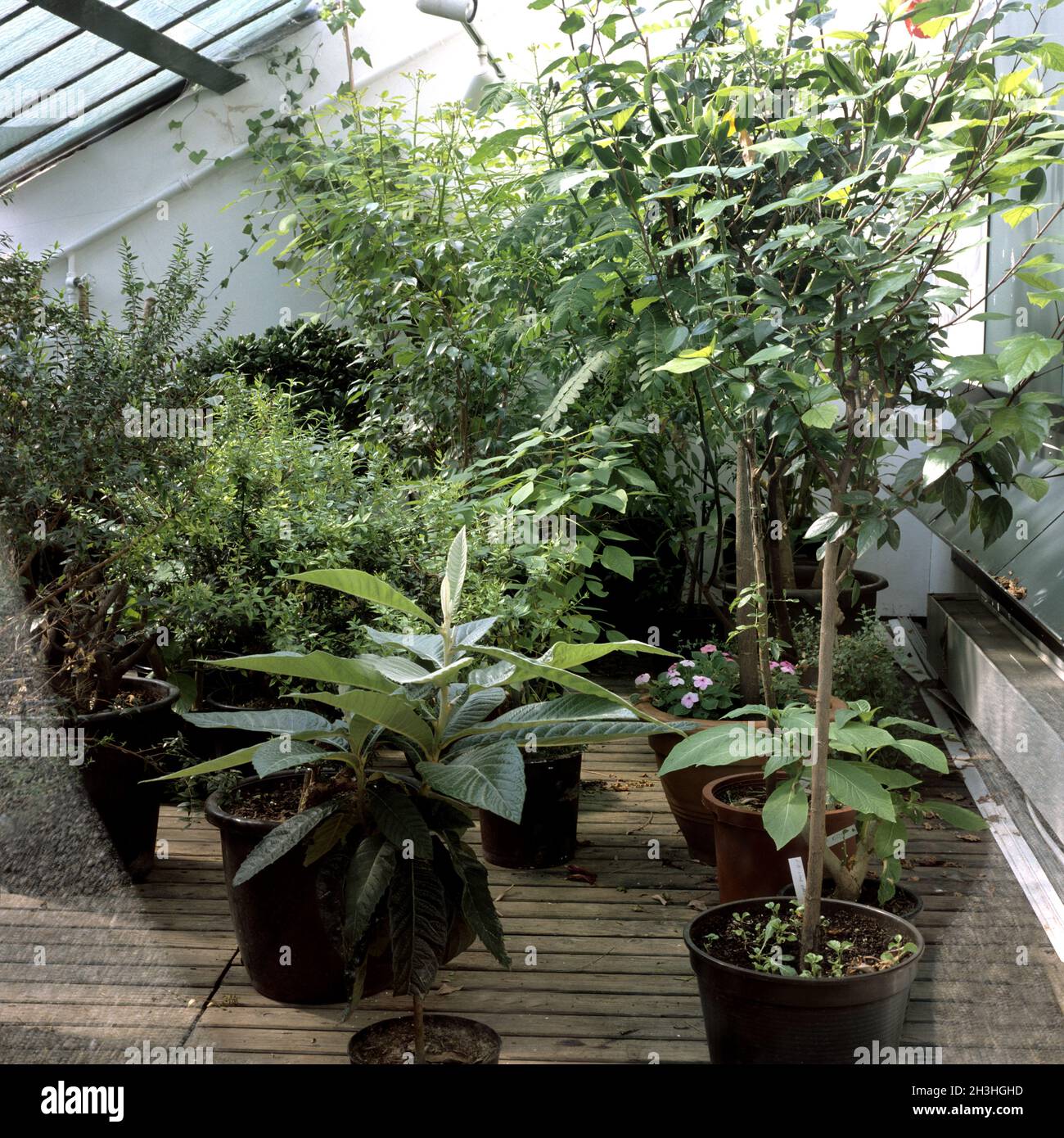Patio plants winter hi-res stock photography and images - Alamy