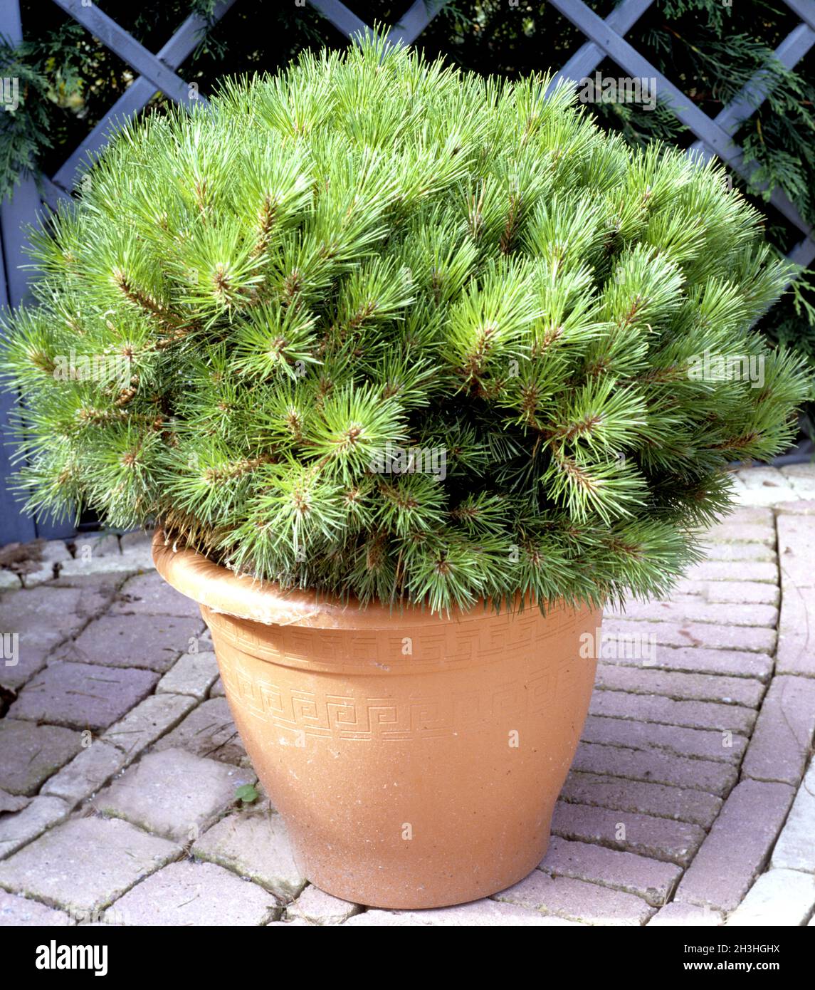 Pine, Pinus pinea Stock Photo - Alamy