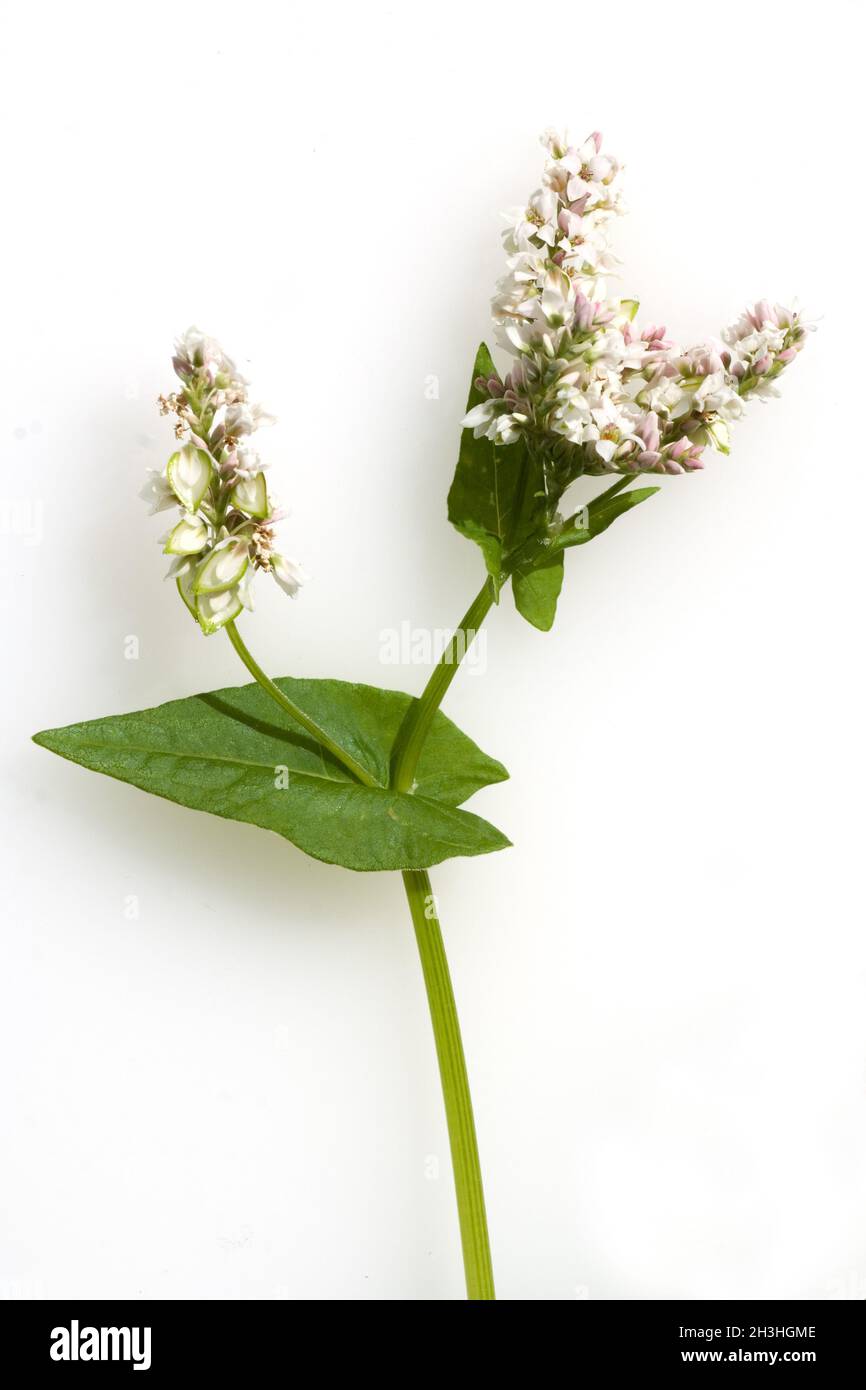 Buckwheat; Fagopyrum Tataricum Stock Photo - Alamy