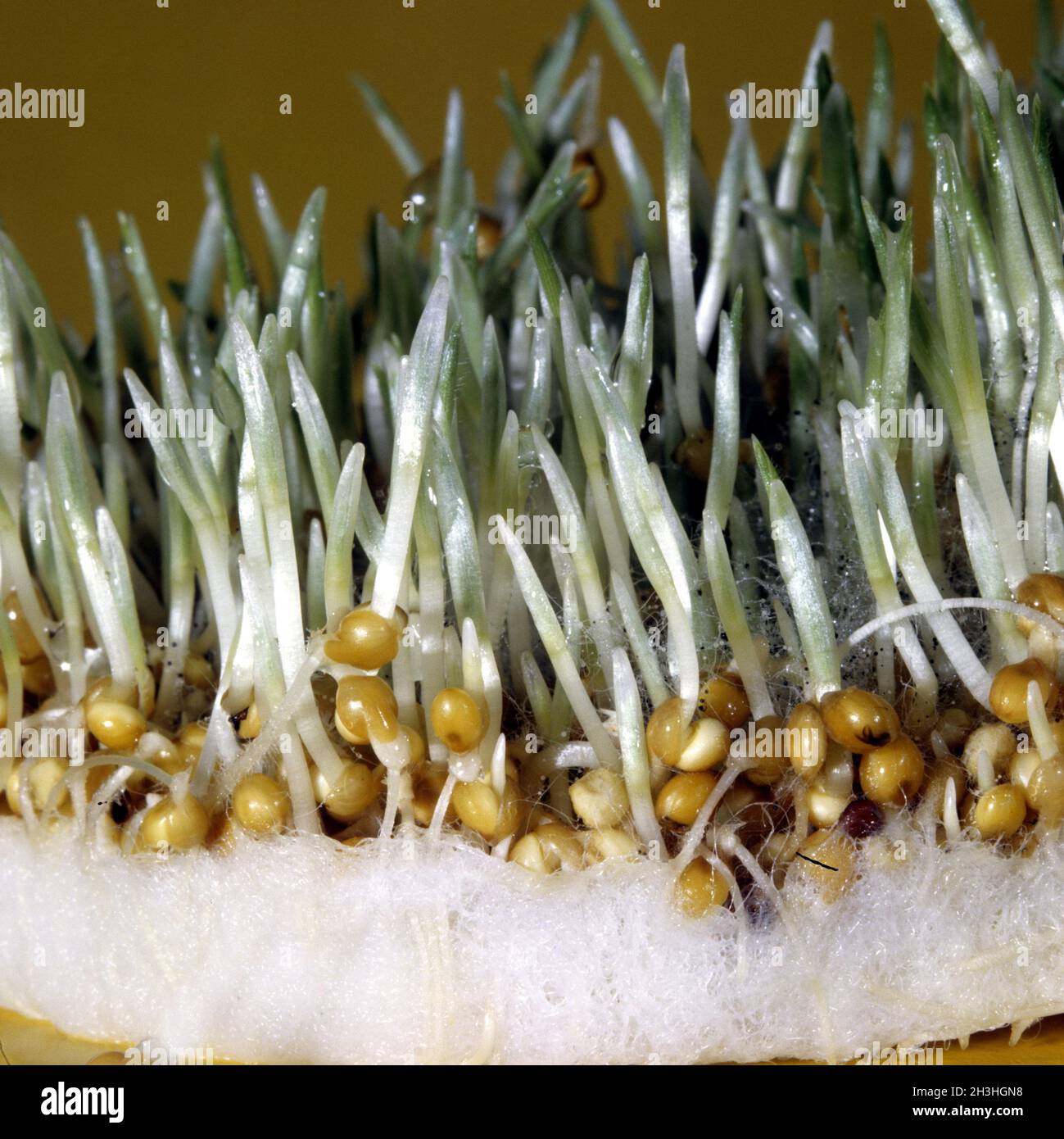 Millet sprouts, germ buds Stock Photo - Alamy