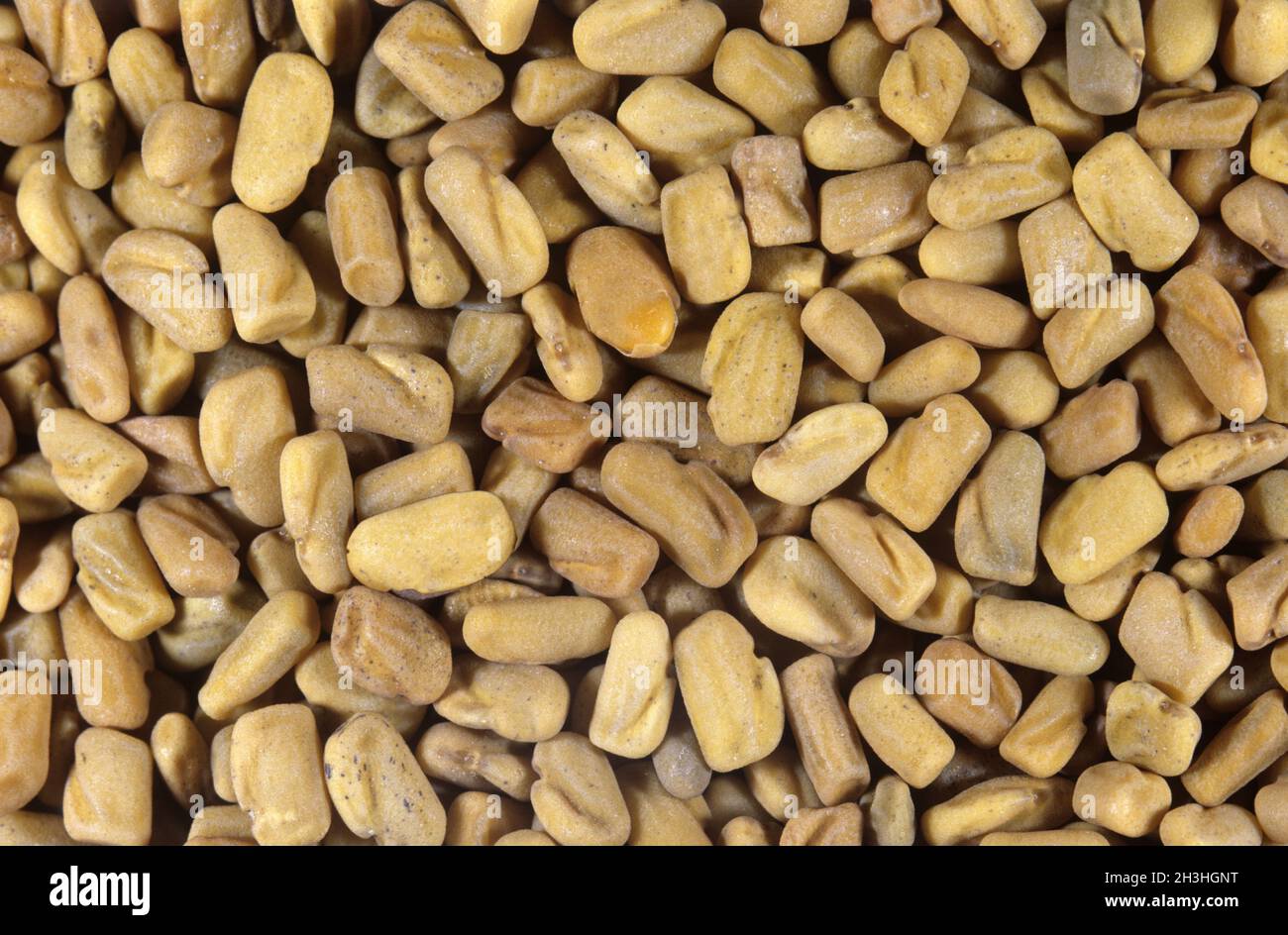 Fenugreek plants and seeds hi-res stock photography and images - Alamy