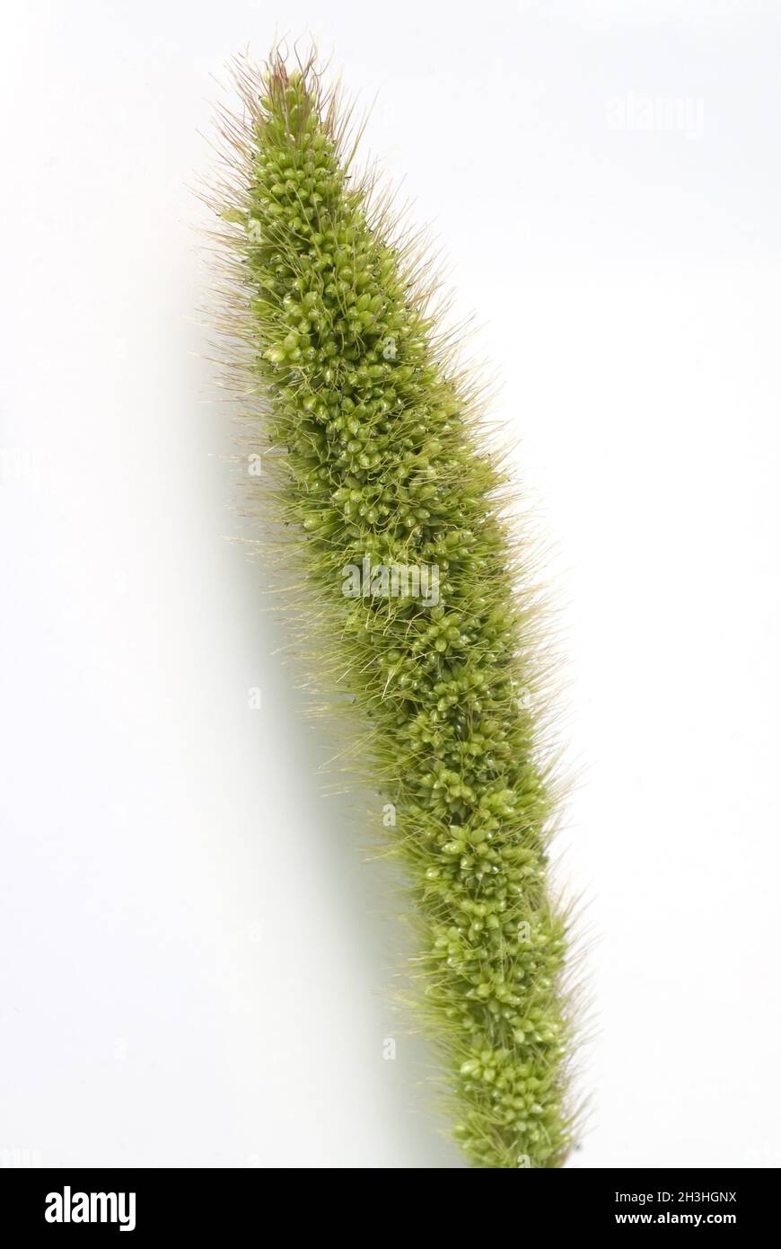 Foxtail millet plant hi-res stock photography and images - Alamy