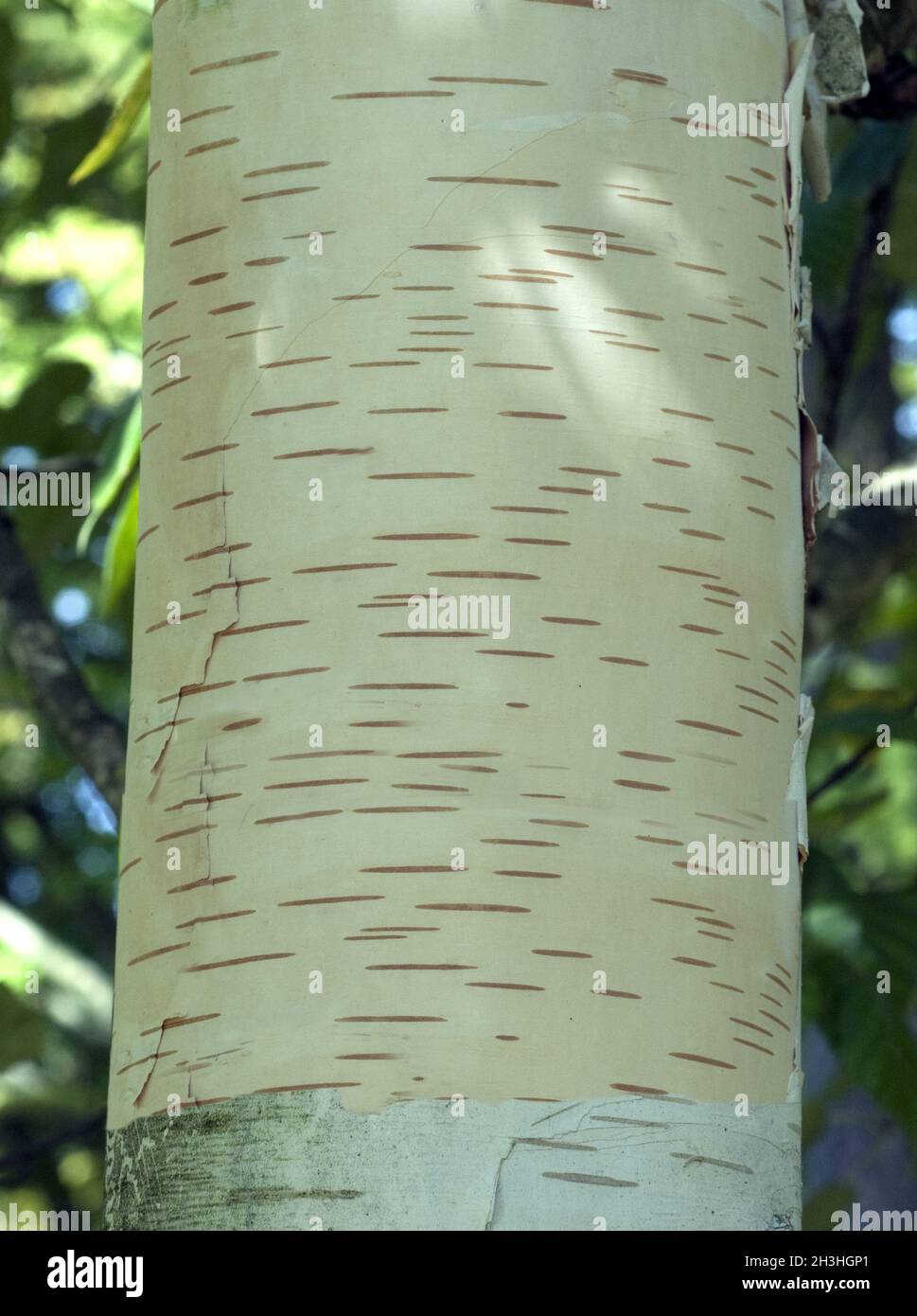Birch tree, trunk Stock Photo - Alamy
