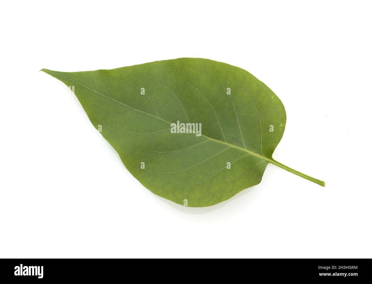 Syringa leaf hi-res stock photography and images - Alamy