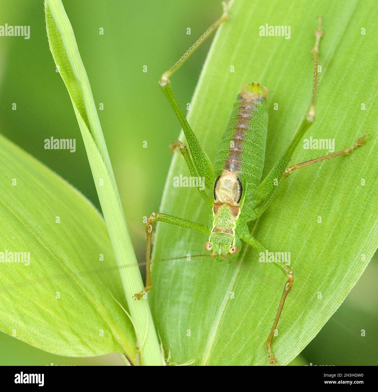 Short tailed plump cricket hi-res stock photography and images - Alamy