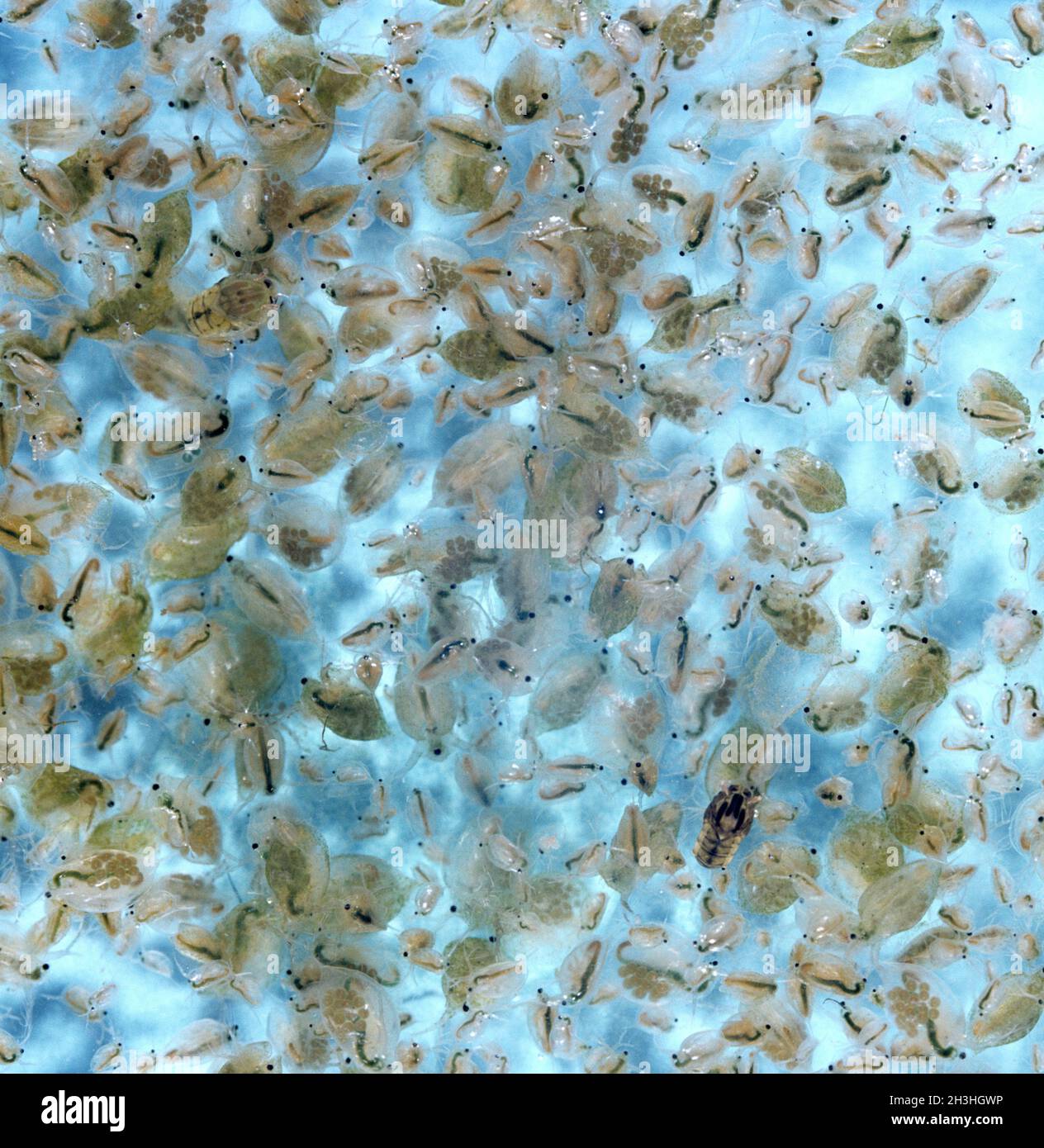 Wasserfloehe hi-res stock photography and images - Alamy