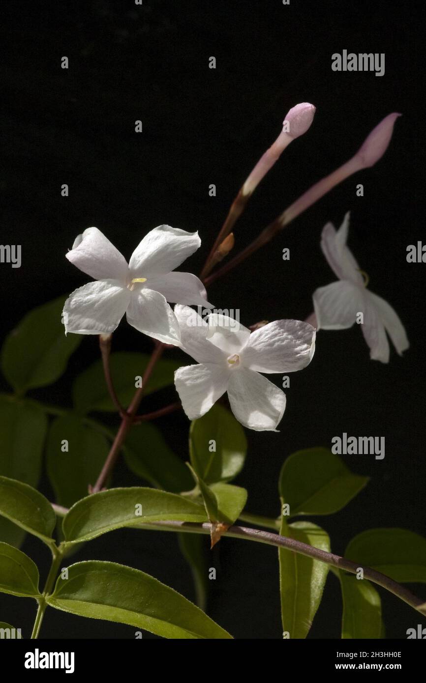 Polyanthum jasmine, Jasminum polyanthum Stock Photo - Alamy