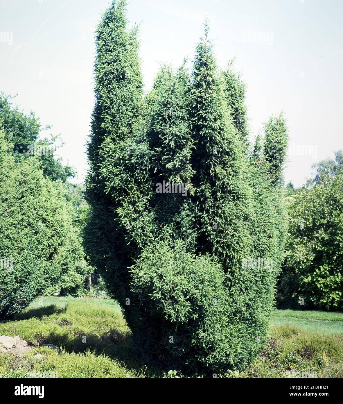 Wacholder hi-res stock photography and images - Alamy