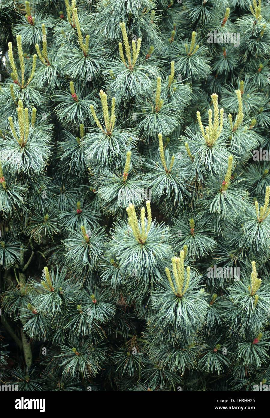 Pinus cembra pygmaea hi-res stock photography and images - Alamy