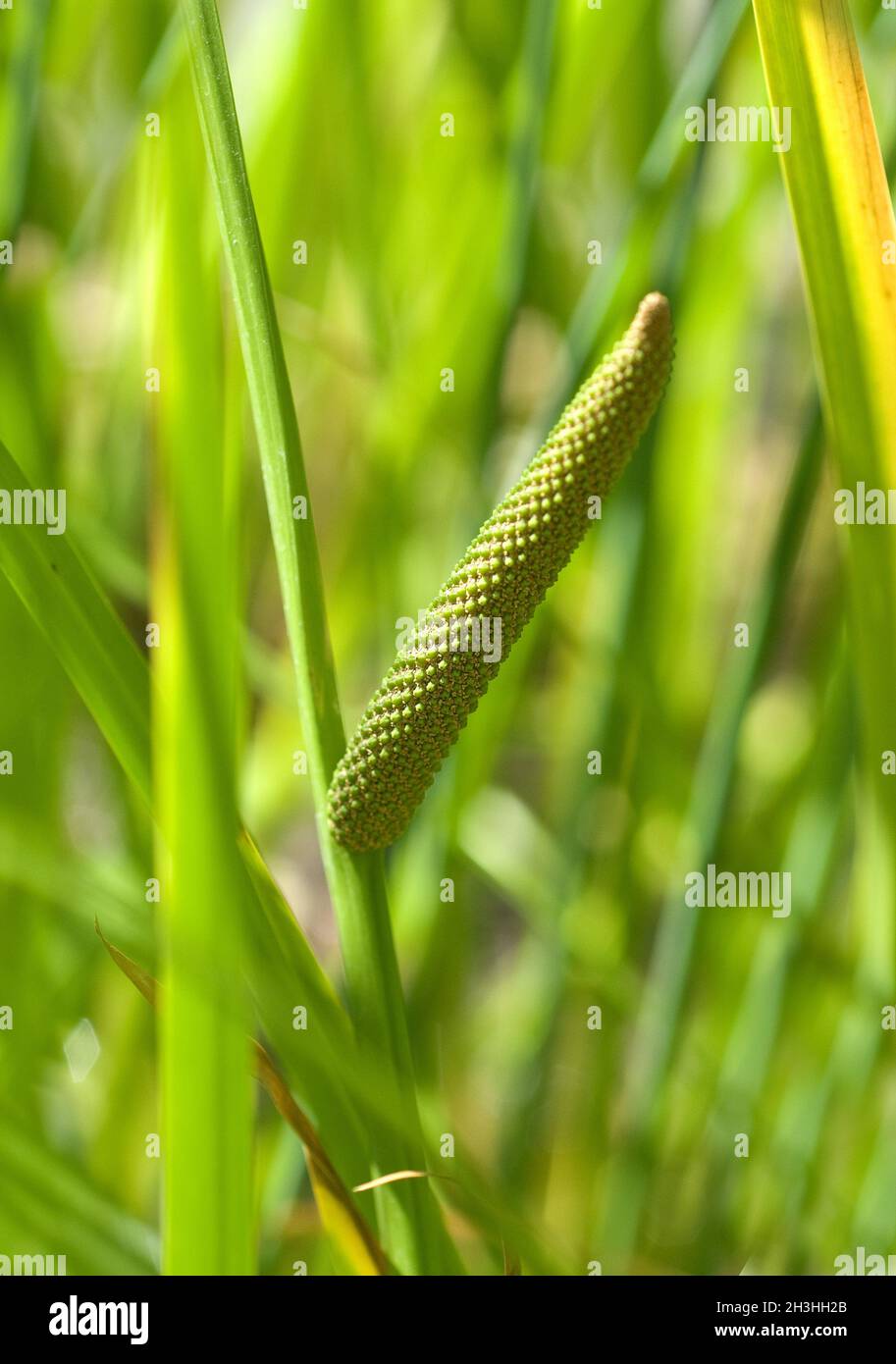 Kalmus, Acorus, calamus Stock Photo - Alamy