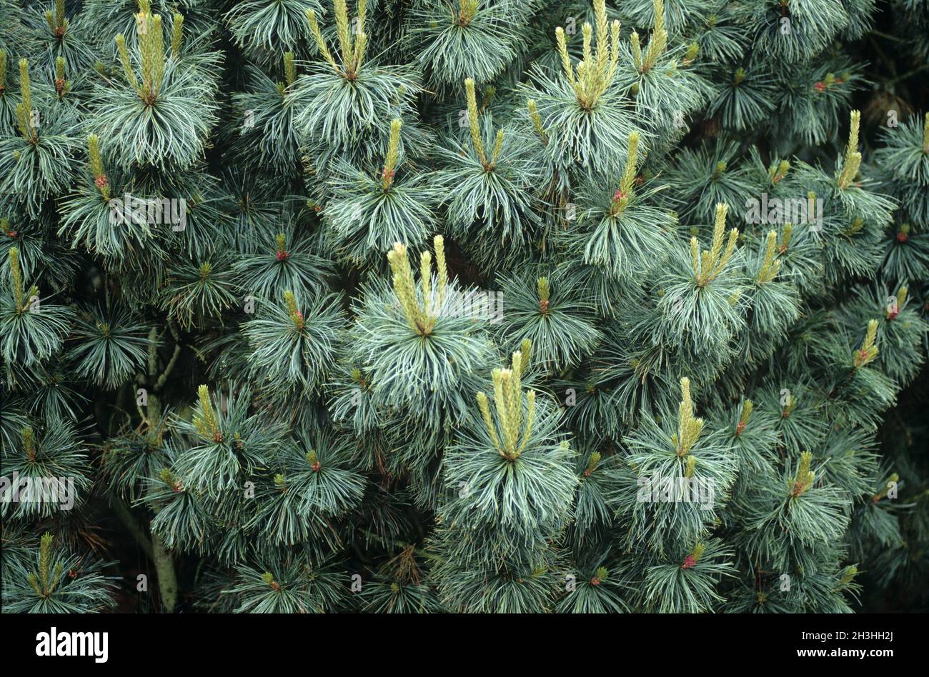 Dwarf Scots Pine, Pygmaea Stock Photo - Alamy