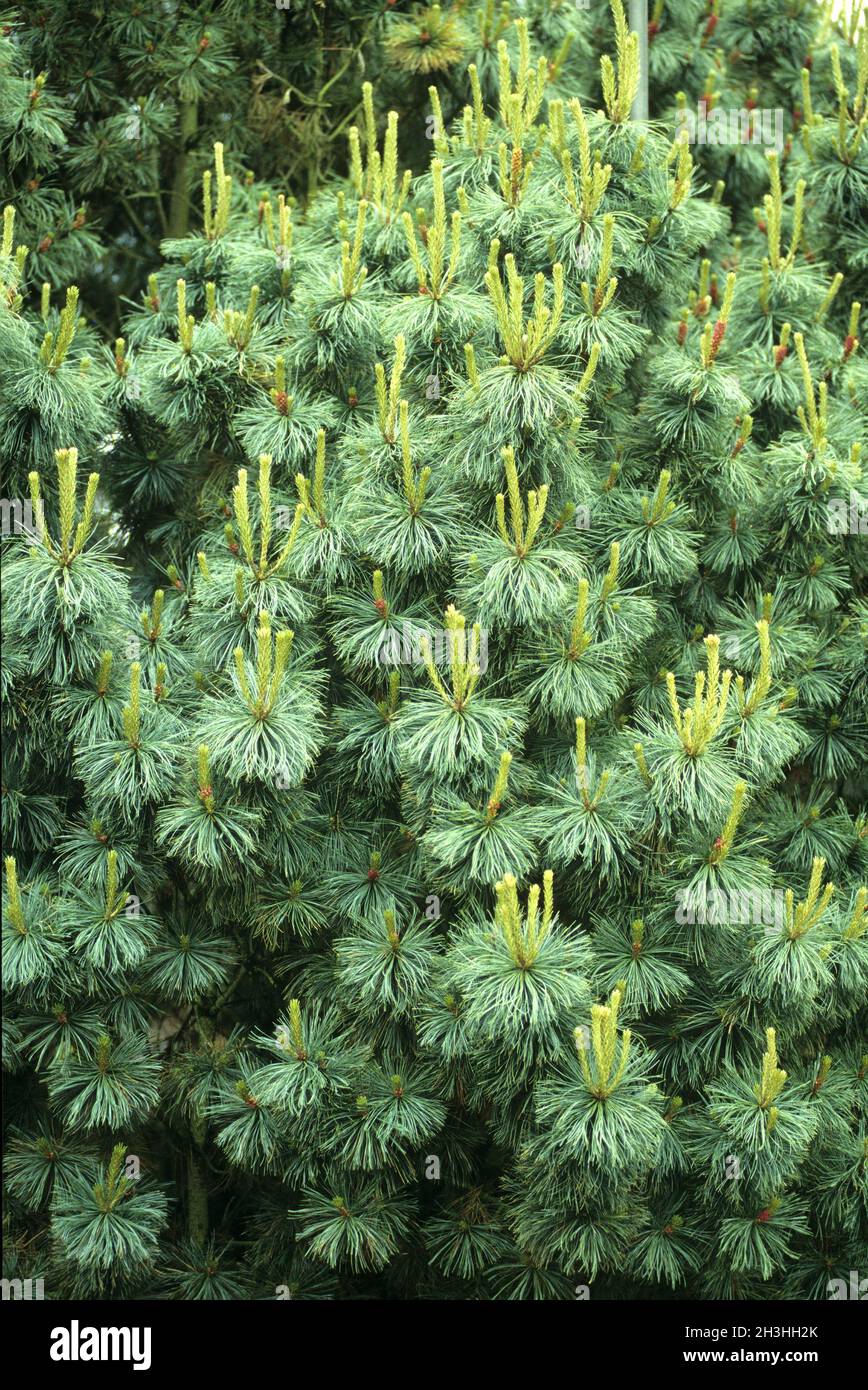 Dwarf Scots Pine, Pygmaea Stock Photo - Alamy