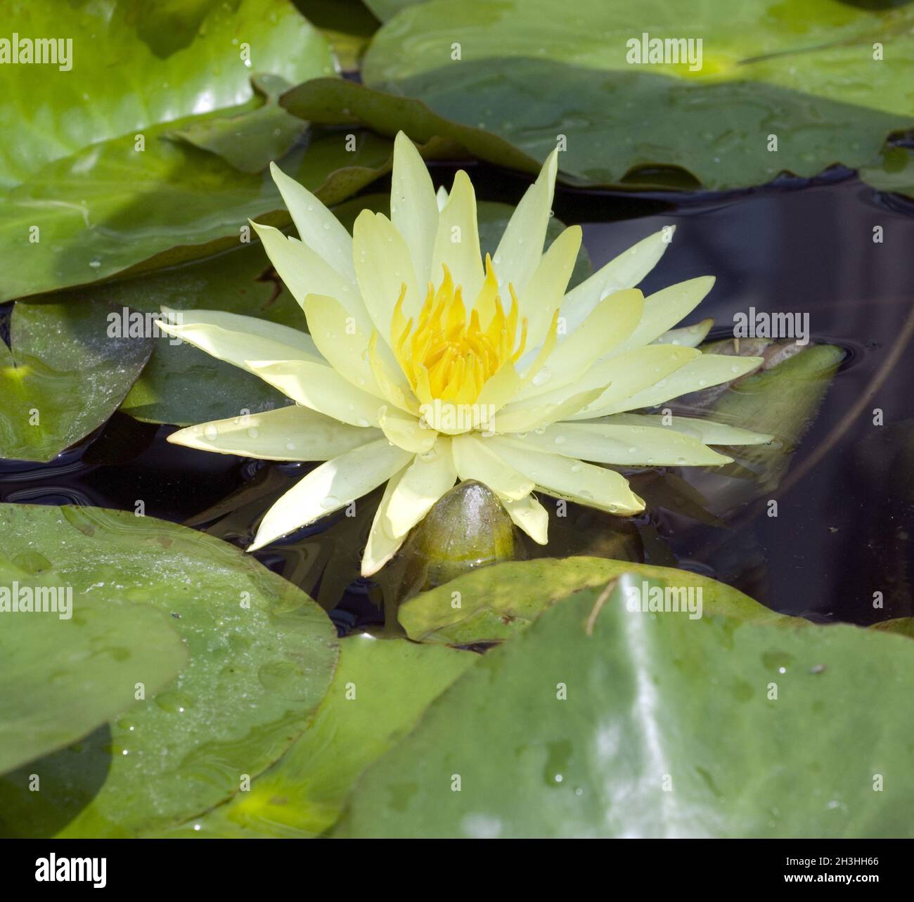 Tropical water lily Stock Photo - Alamy