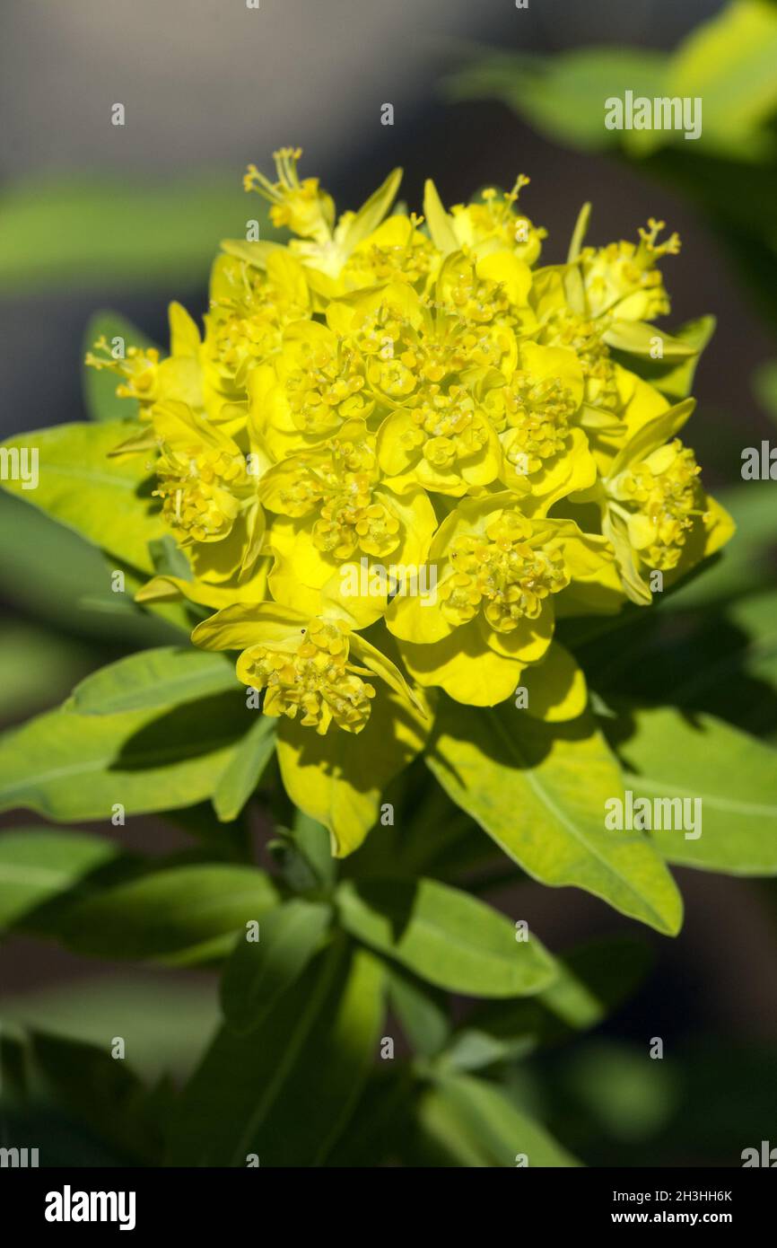 Marsh spurge, Euphorbia palustris Stock Photo - Alamy
