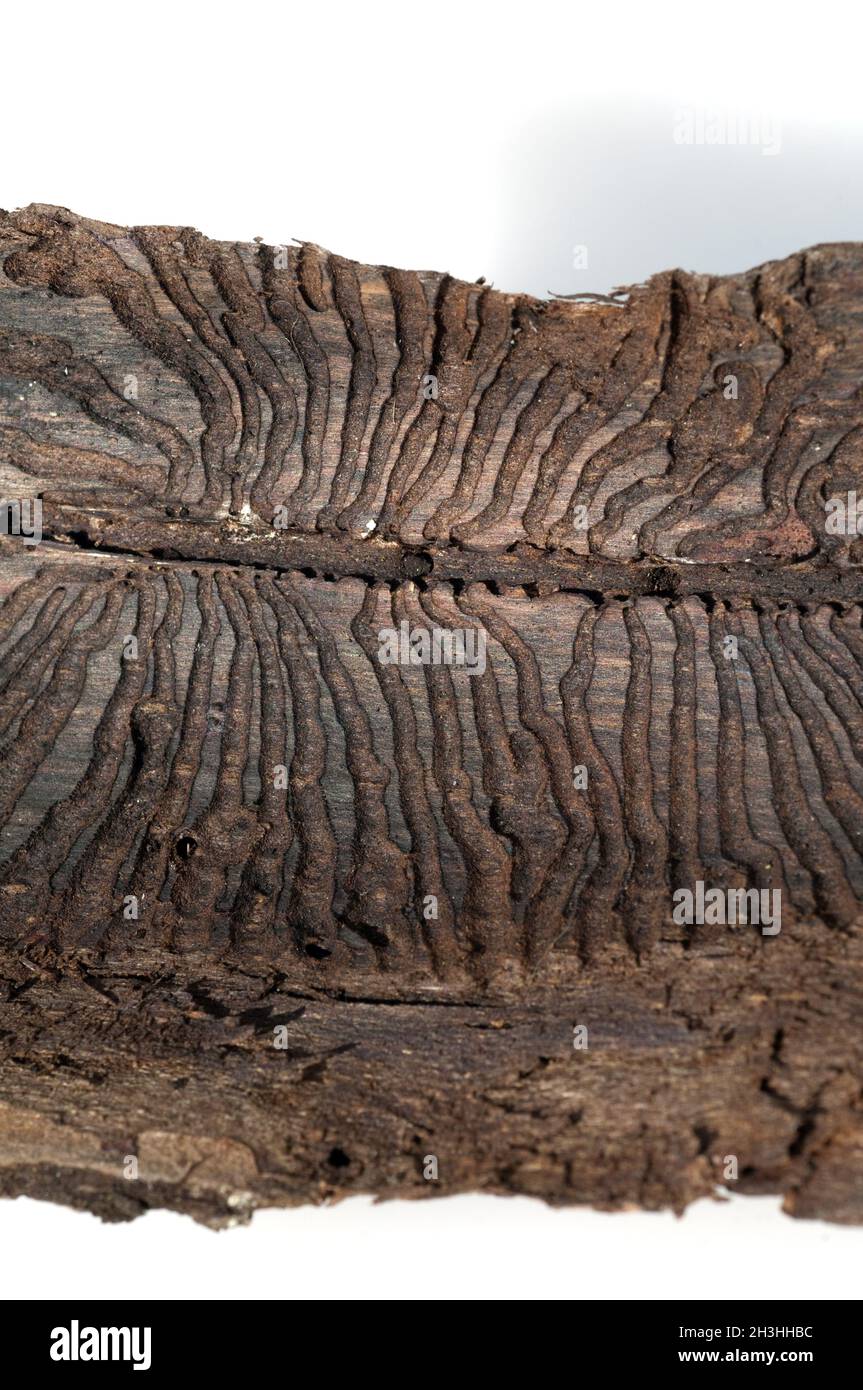 Frass picture Borkenkaefer Stock Photo - Alamy