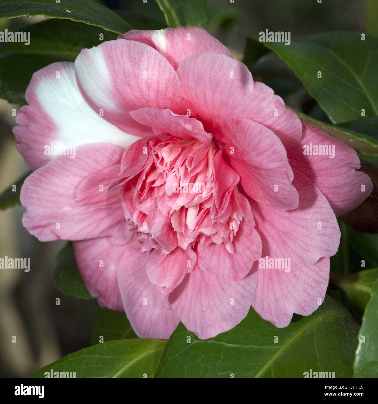 Camelie hi-res stock photography and images - Alamy