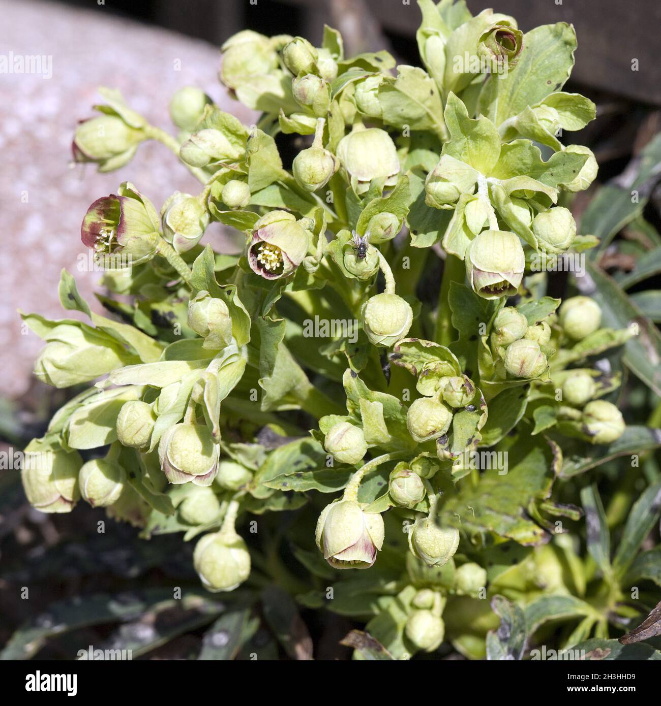 Native hellebore hi-res stock photography and images - Alamy
