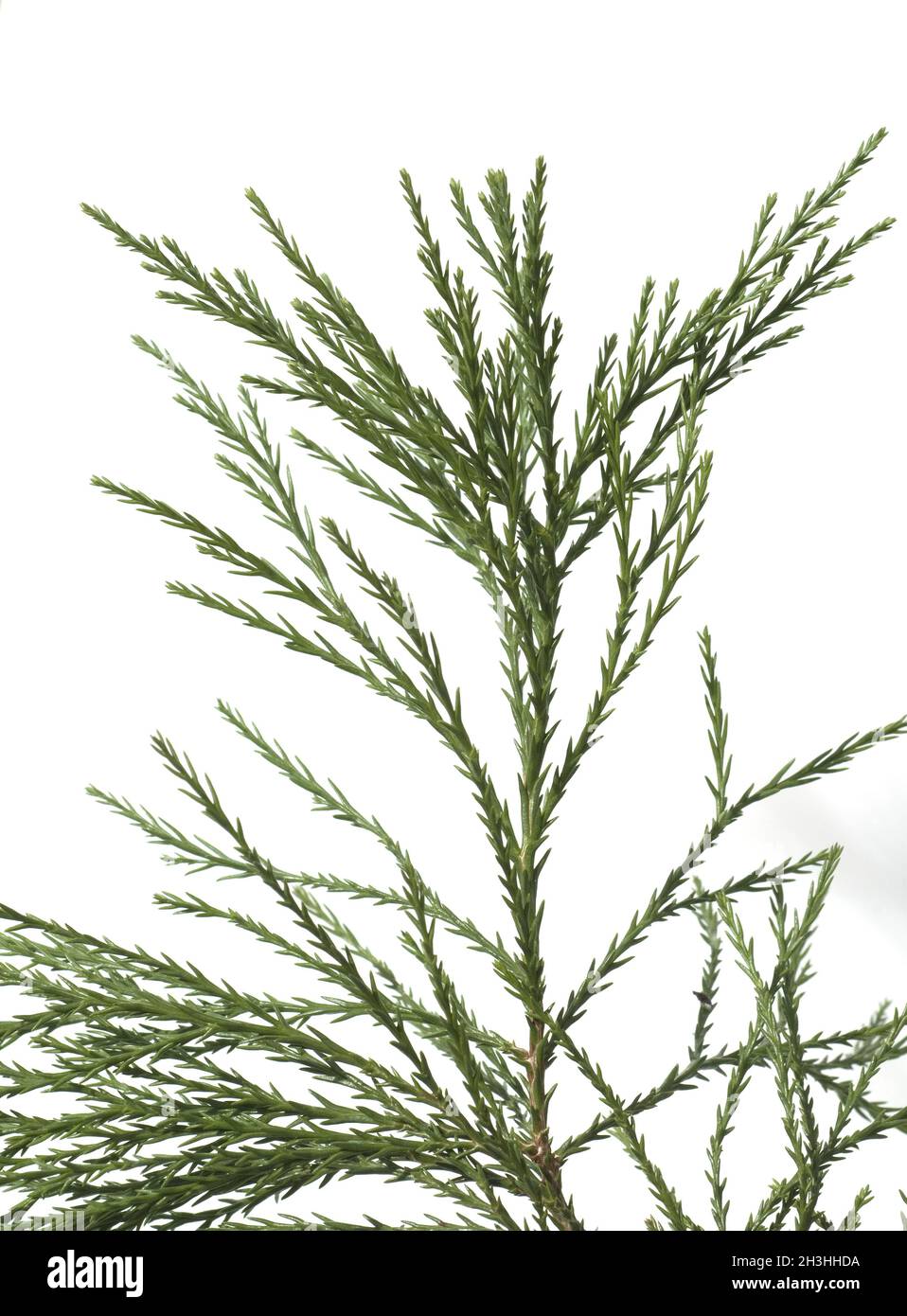 Free needles hi-res stock photography and images - Alamy