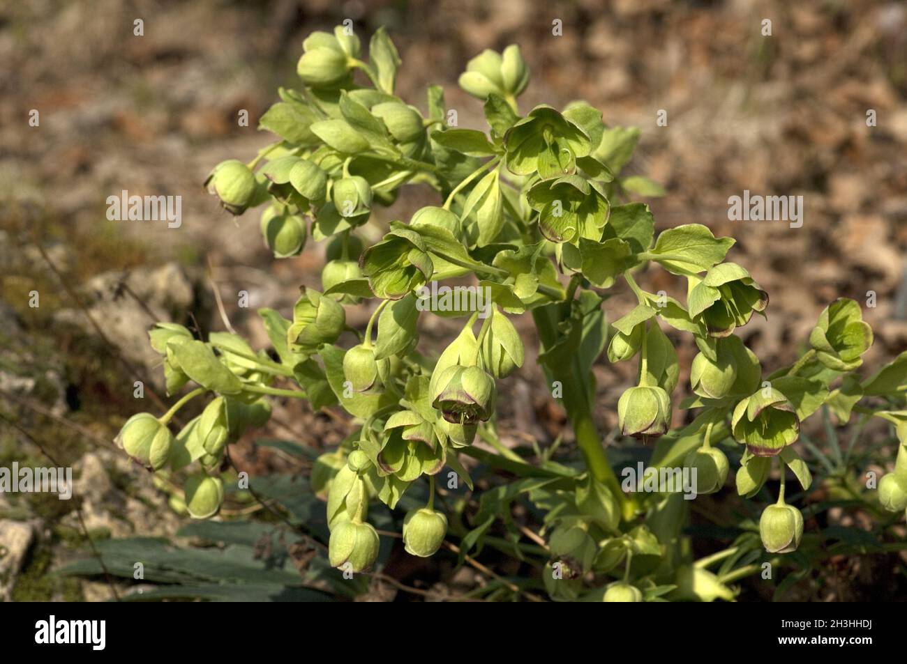 Stinking; hellebore; foetidus Stock Photo - Alamy