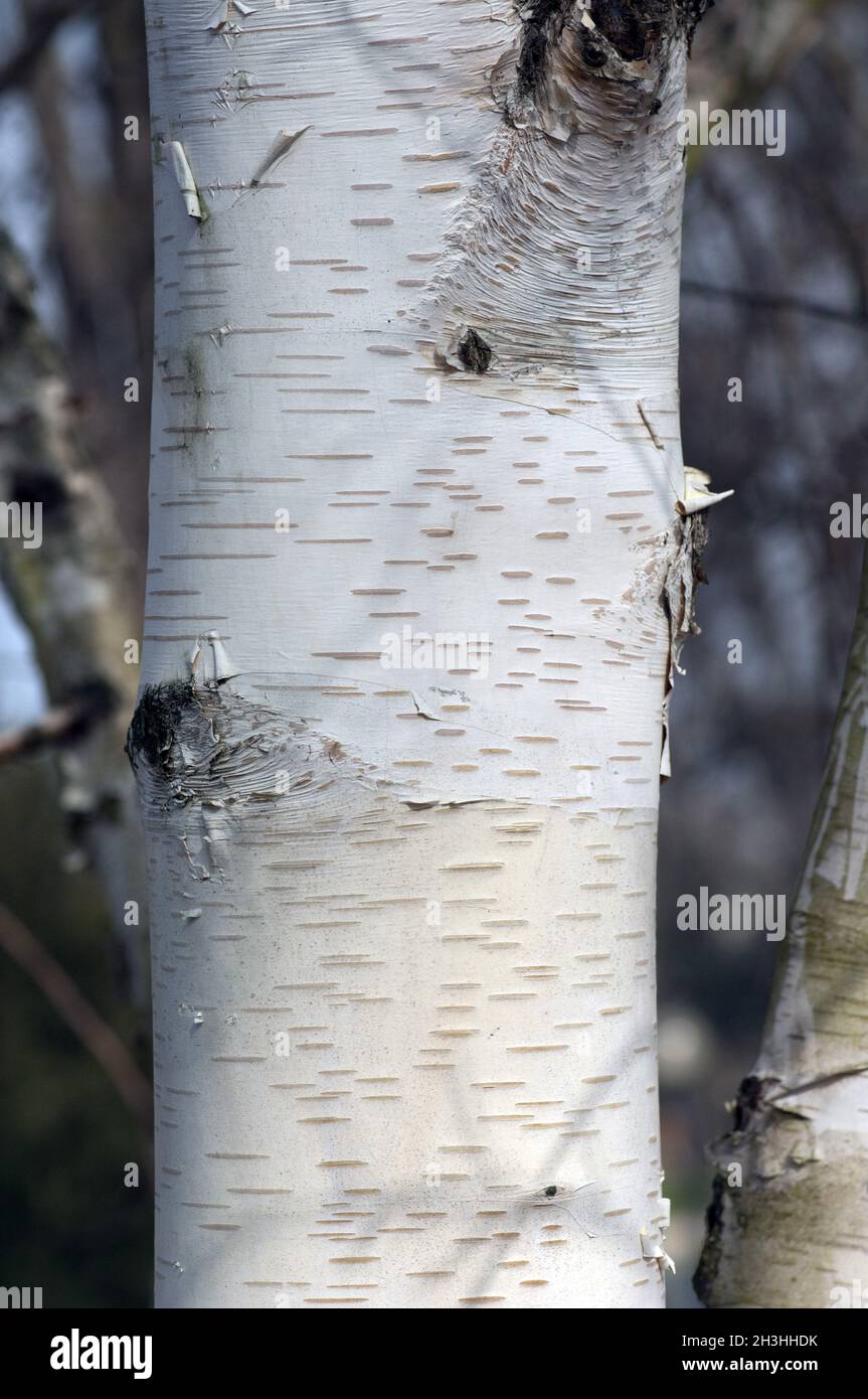White bark himalayan birch hi-res stock photography and images - Alamy