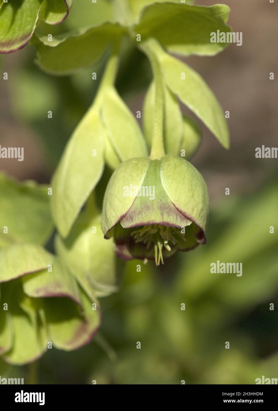 Native hellebore hi-res stock photography and images - Alamy