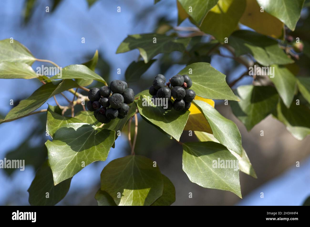 Ephemera plants hi-res stock photography and images - Alamy